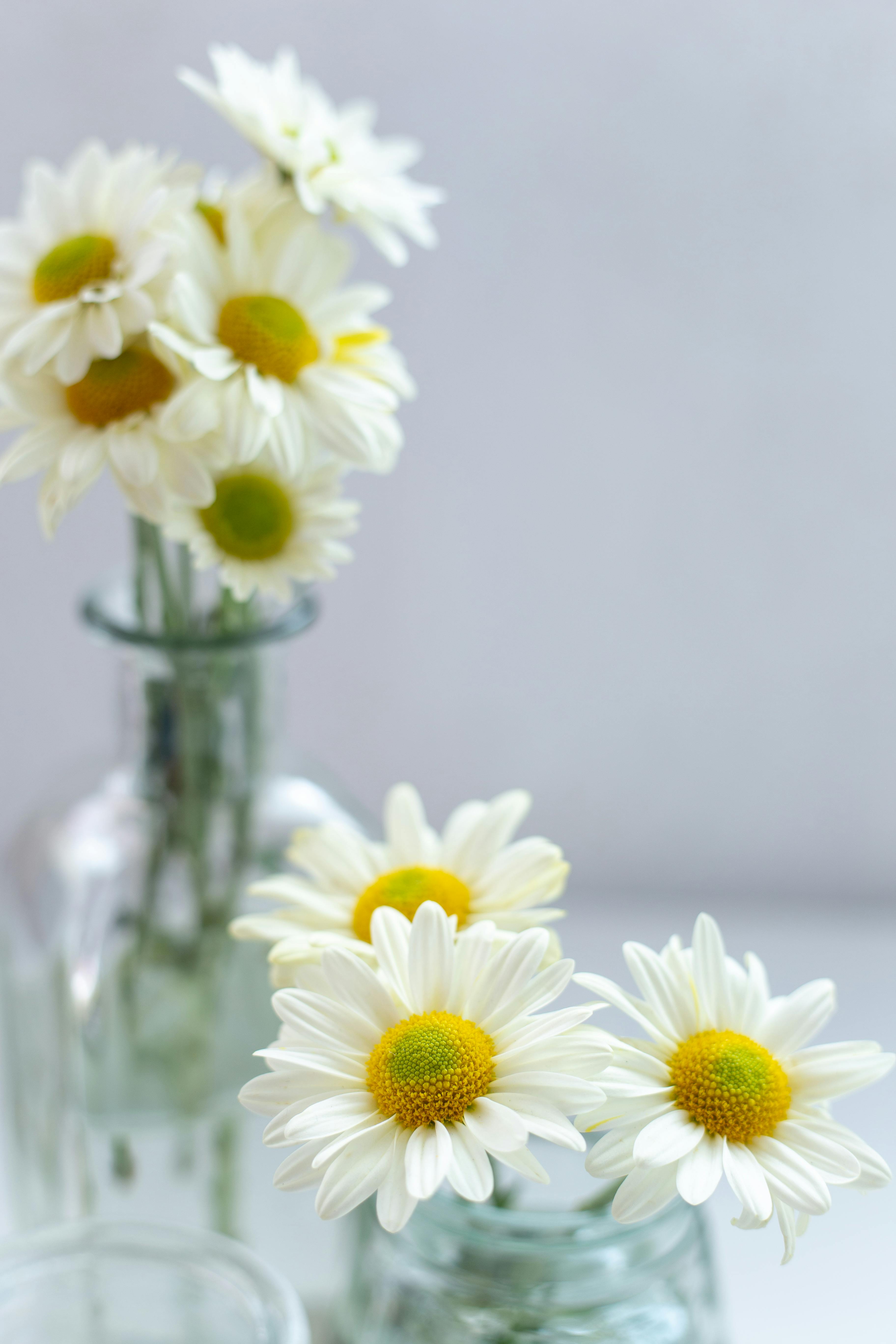 Span And Neuter Photos, Download The BEST Free Span And Neuter Stock ...