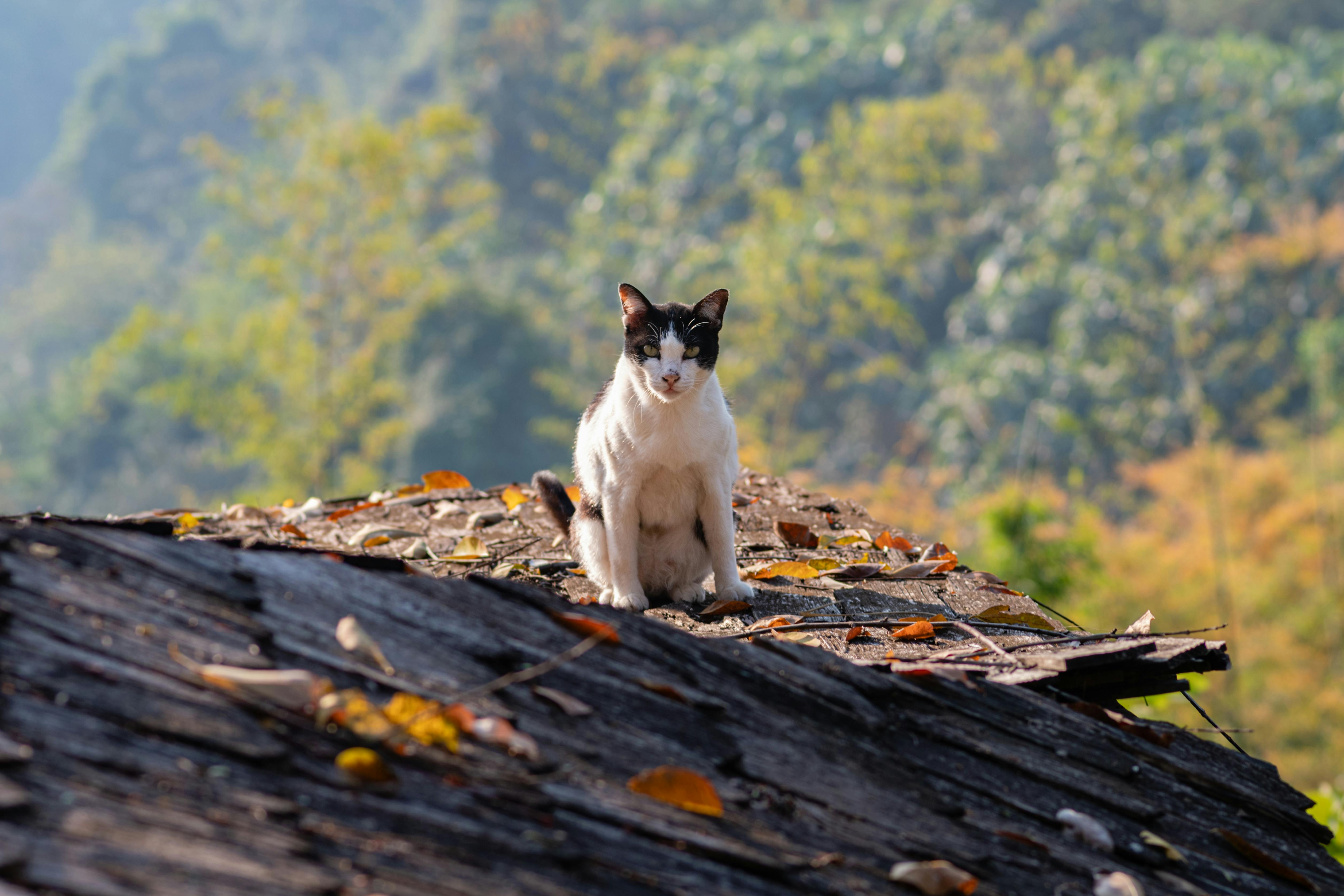 Cat in Forest · Free Stock Photo