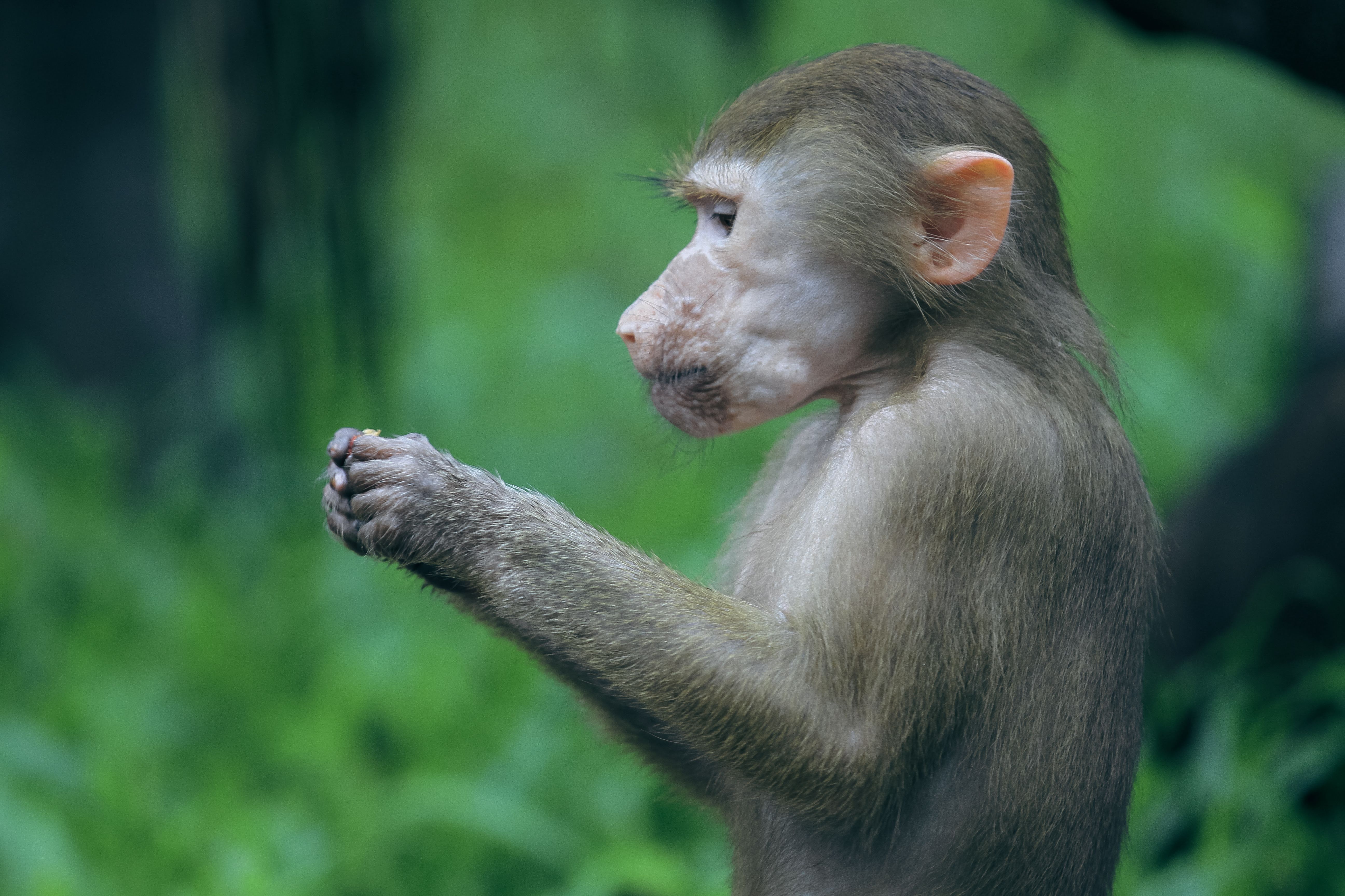 Monkey on Top of a Curved Stone · Free Stock Photo