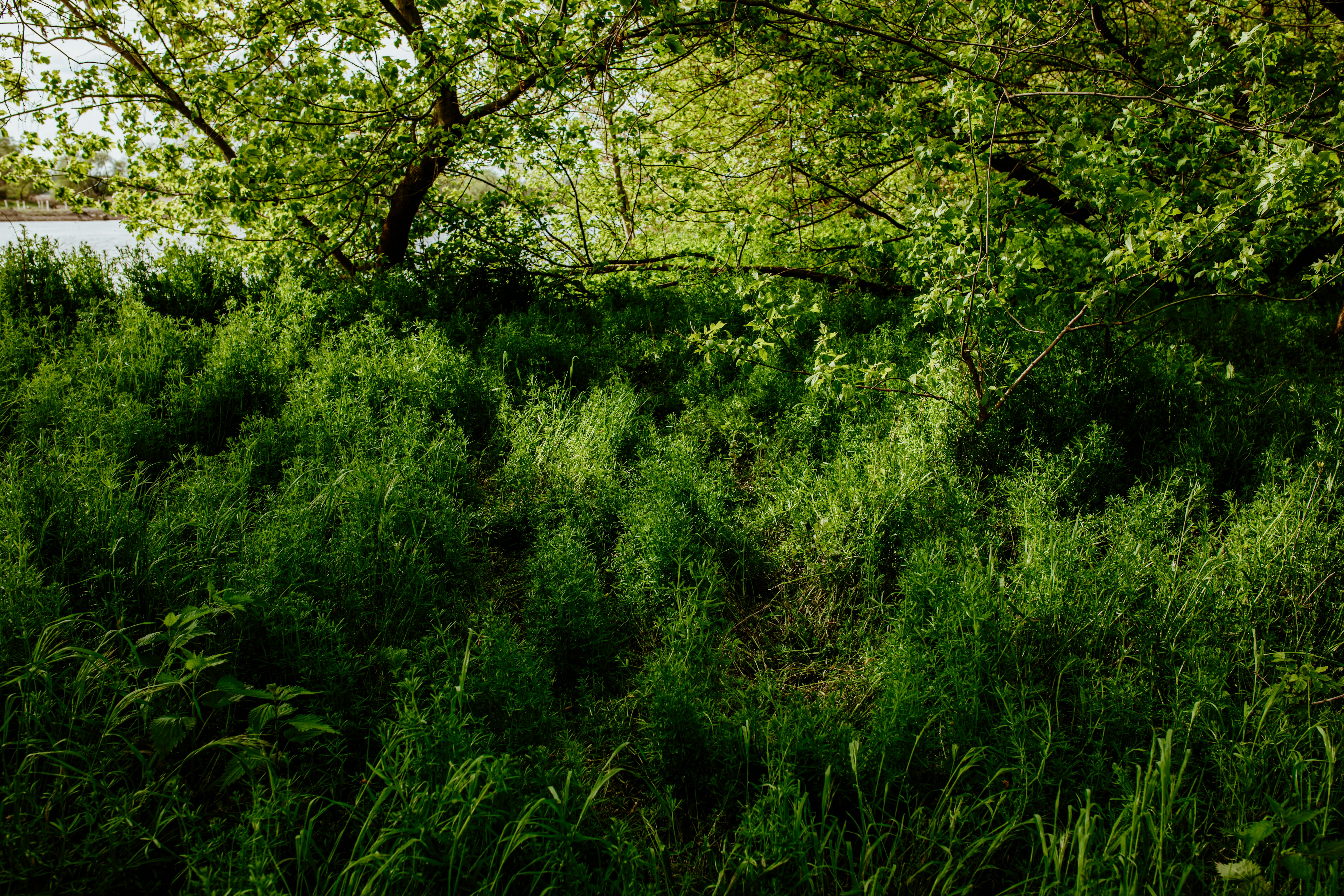 Green Dense Foliage Bushes · Free Stock Photo