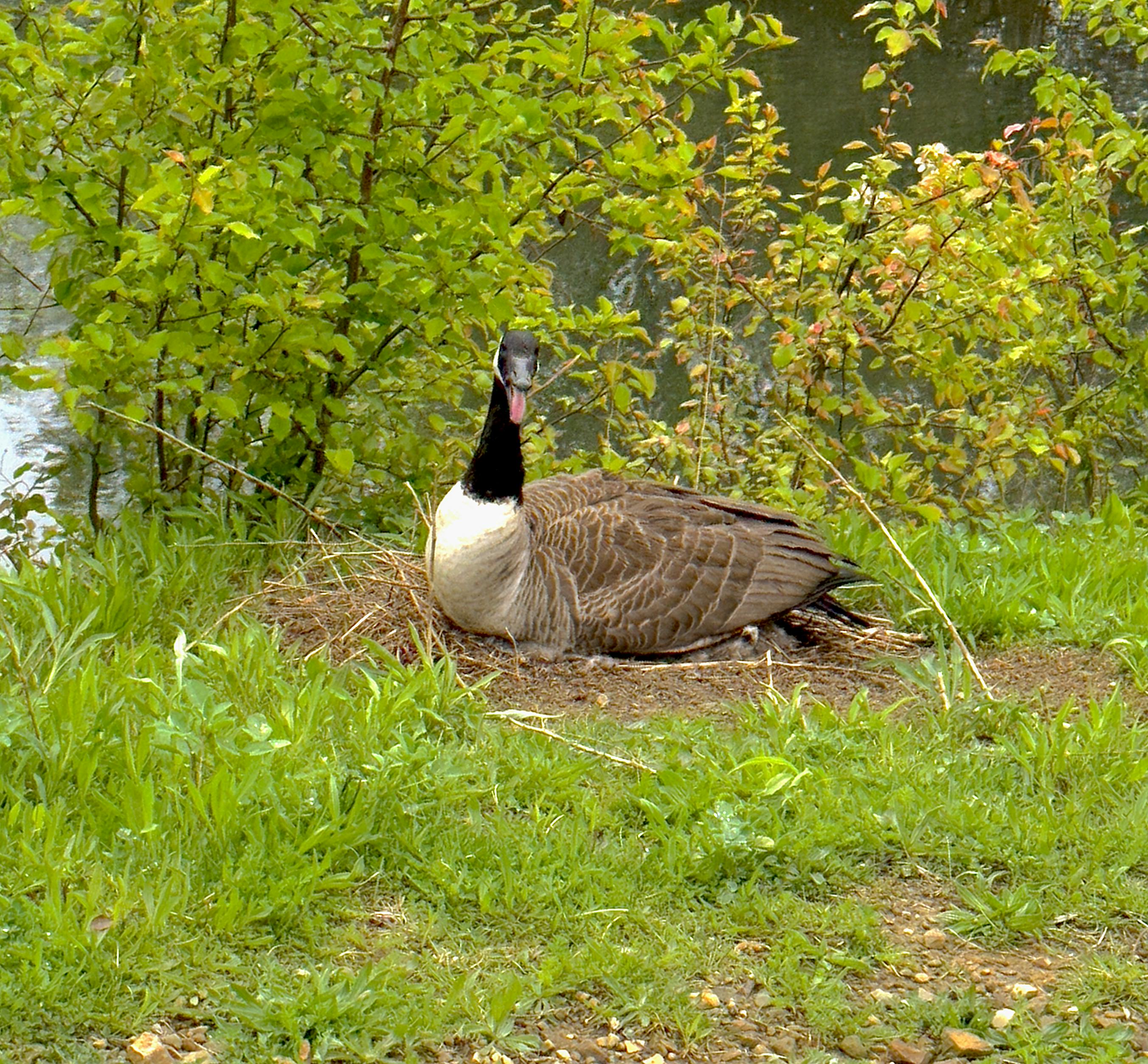 Leslie Saunders - 摄影
