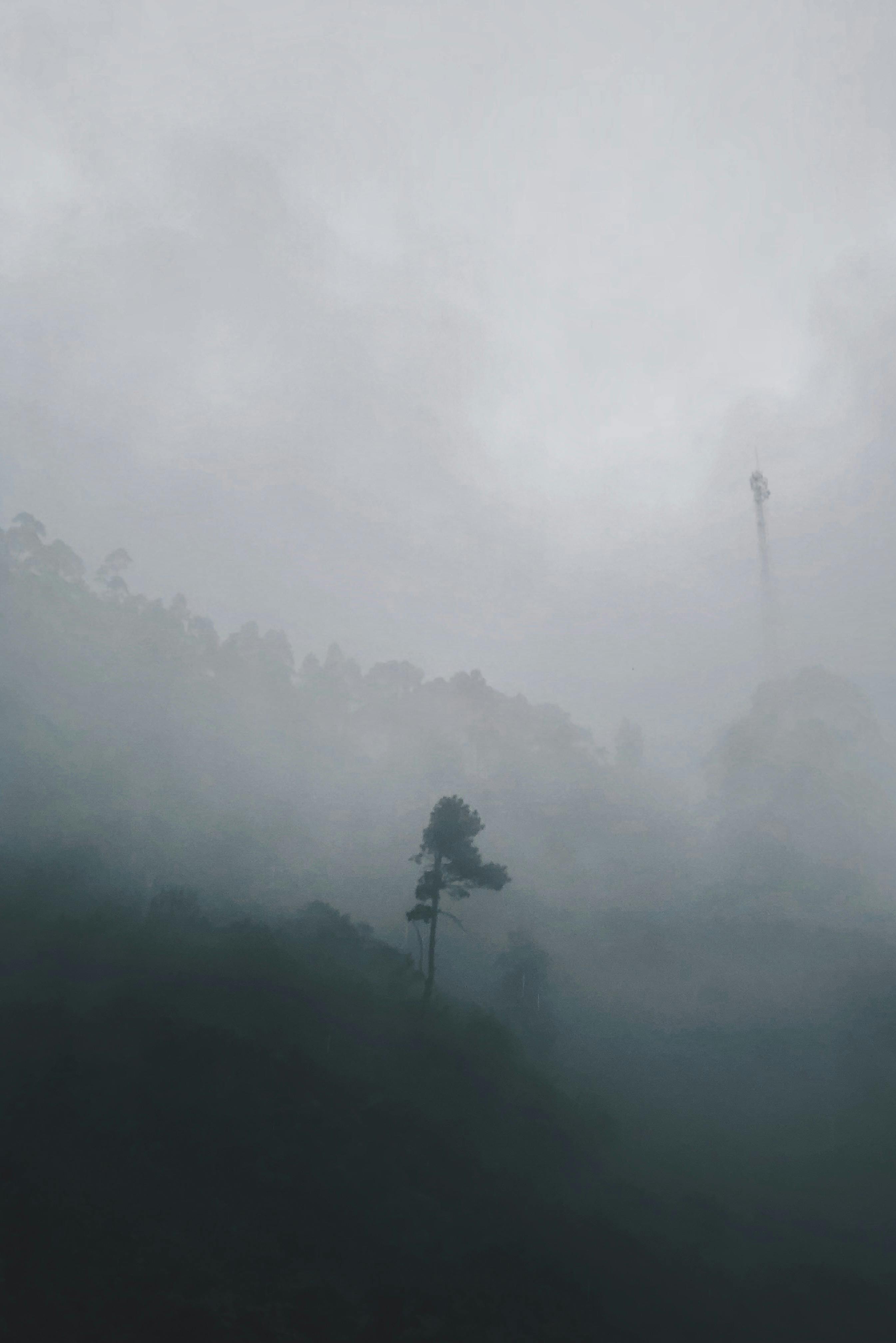 Forest Covered in Heavy Fog · Free Stock Photo