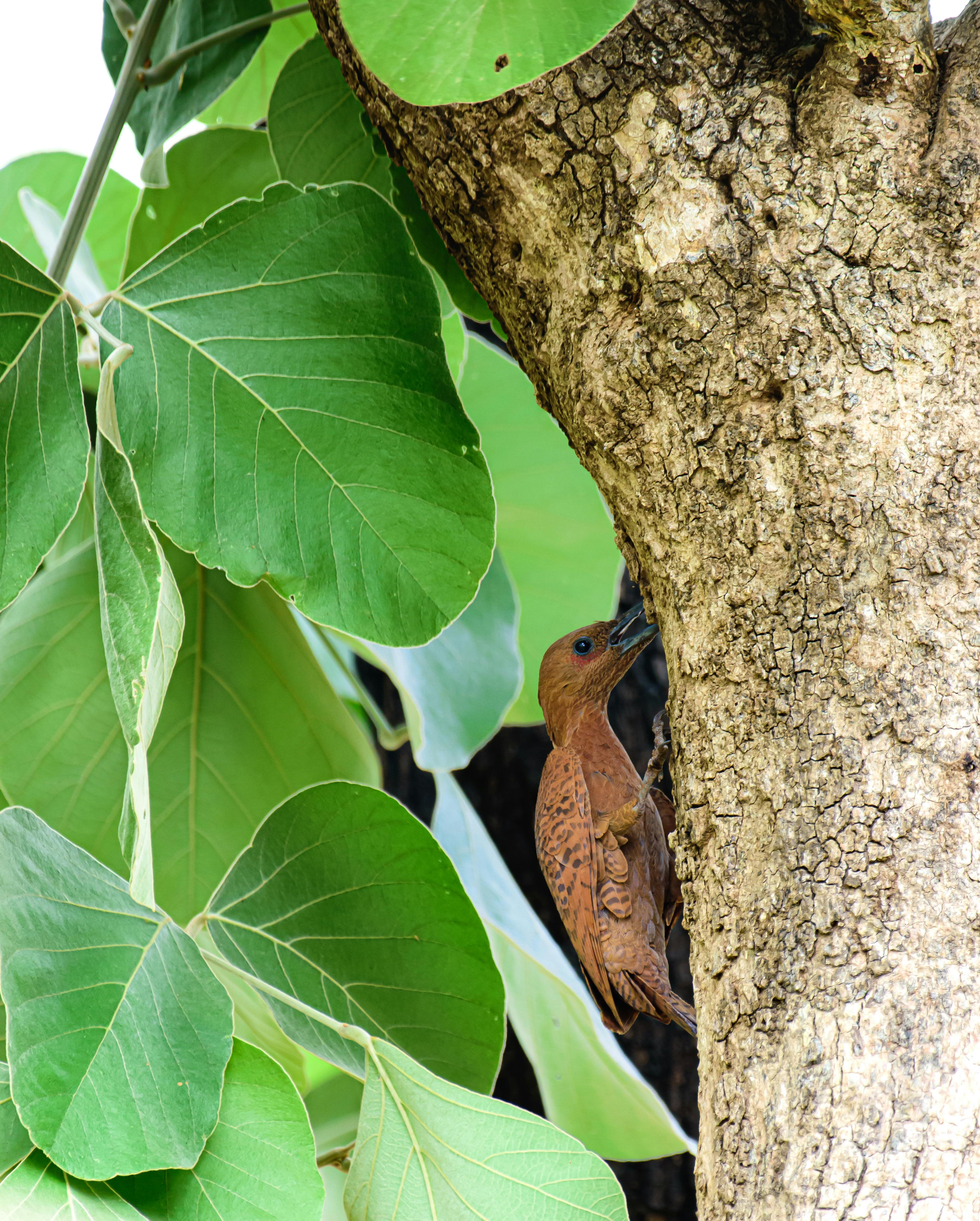 Close-up of a Smoky-brown Woodpecker · Free Stock Photo