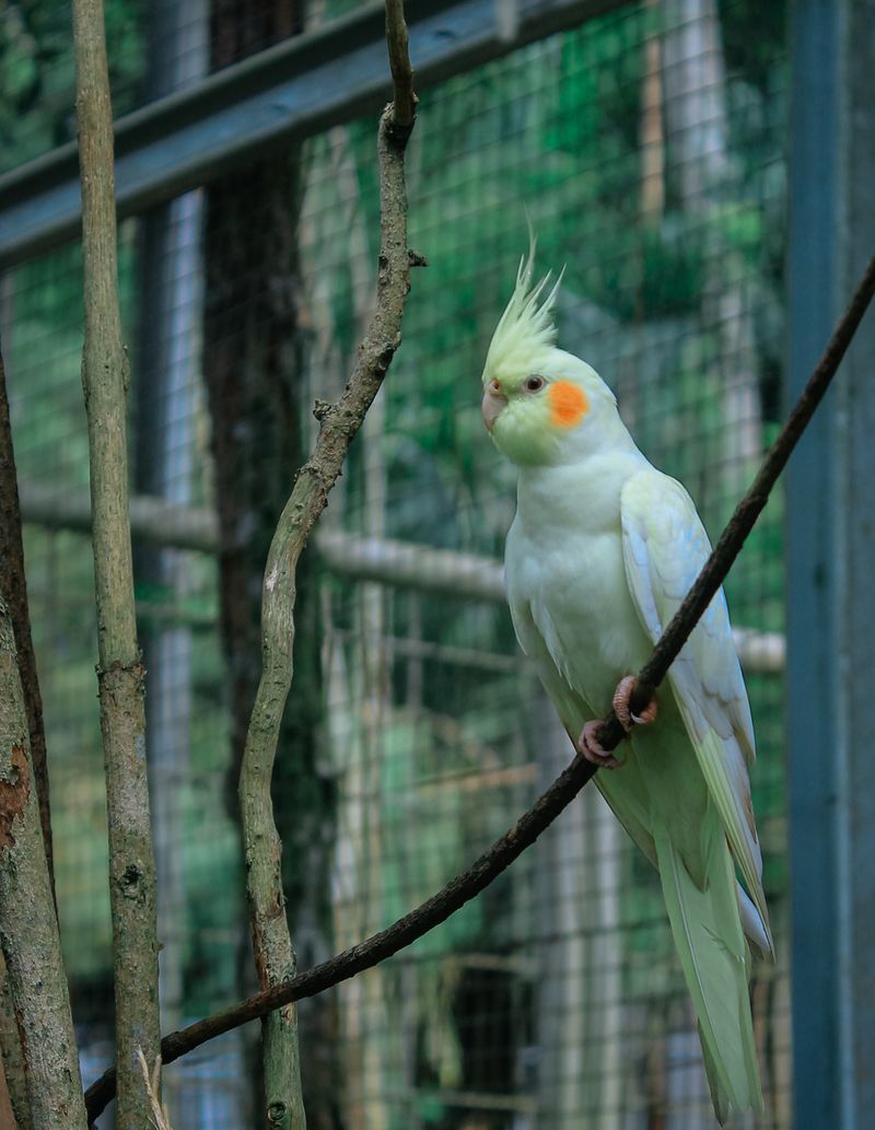 Cockatiel Photos, Download The BEST Free Cockatiel Stock Photos & HD Images