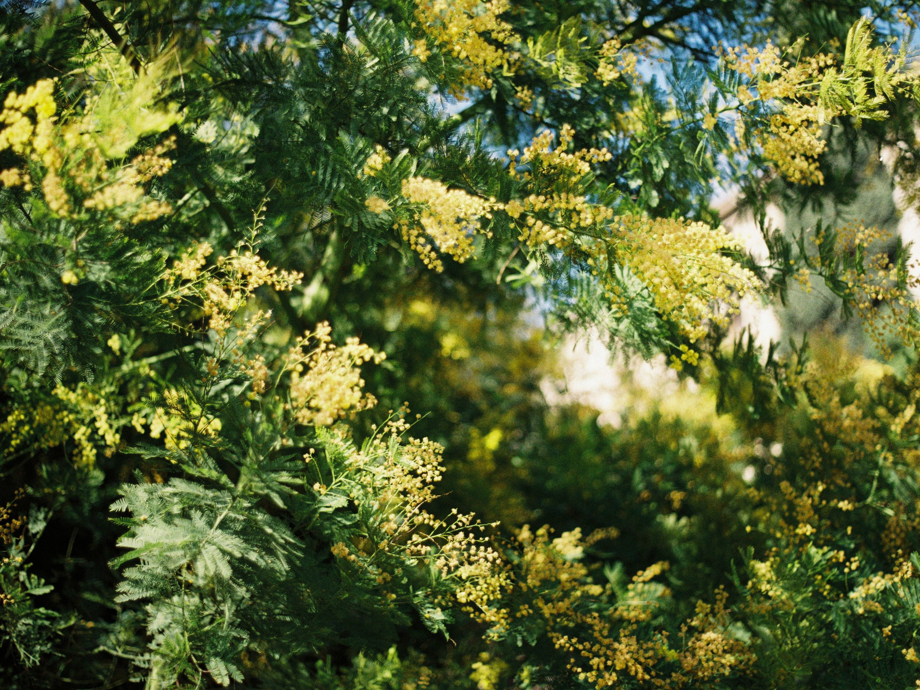 Close-up of a Mimosa Tree · Free Stock Photo