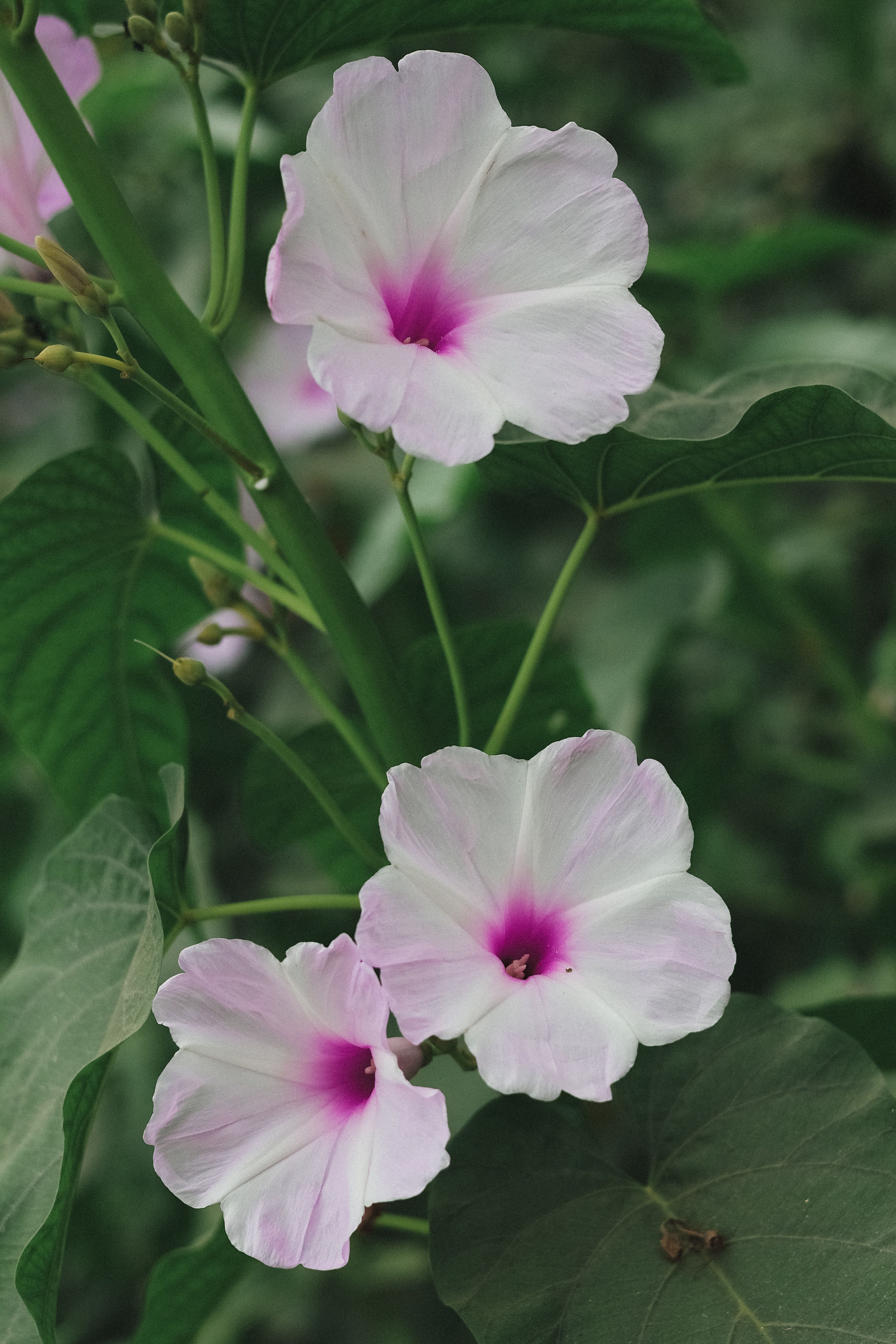 Morning glory flowers in foliage in garden · Free Stock Photo