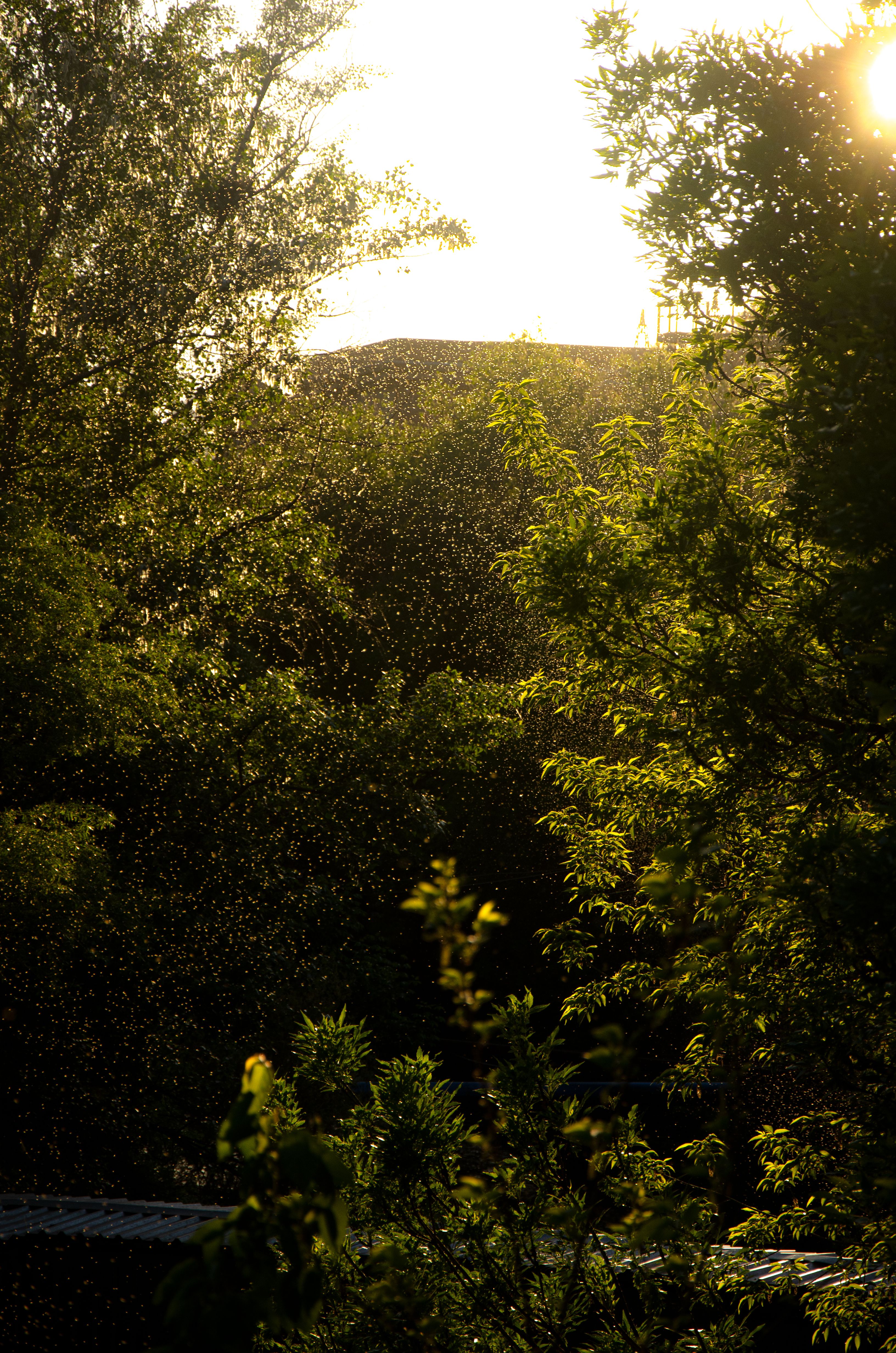 Sun Shining between Green Trees · Free Stock Photo