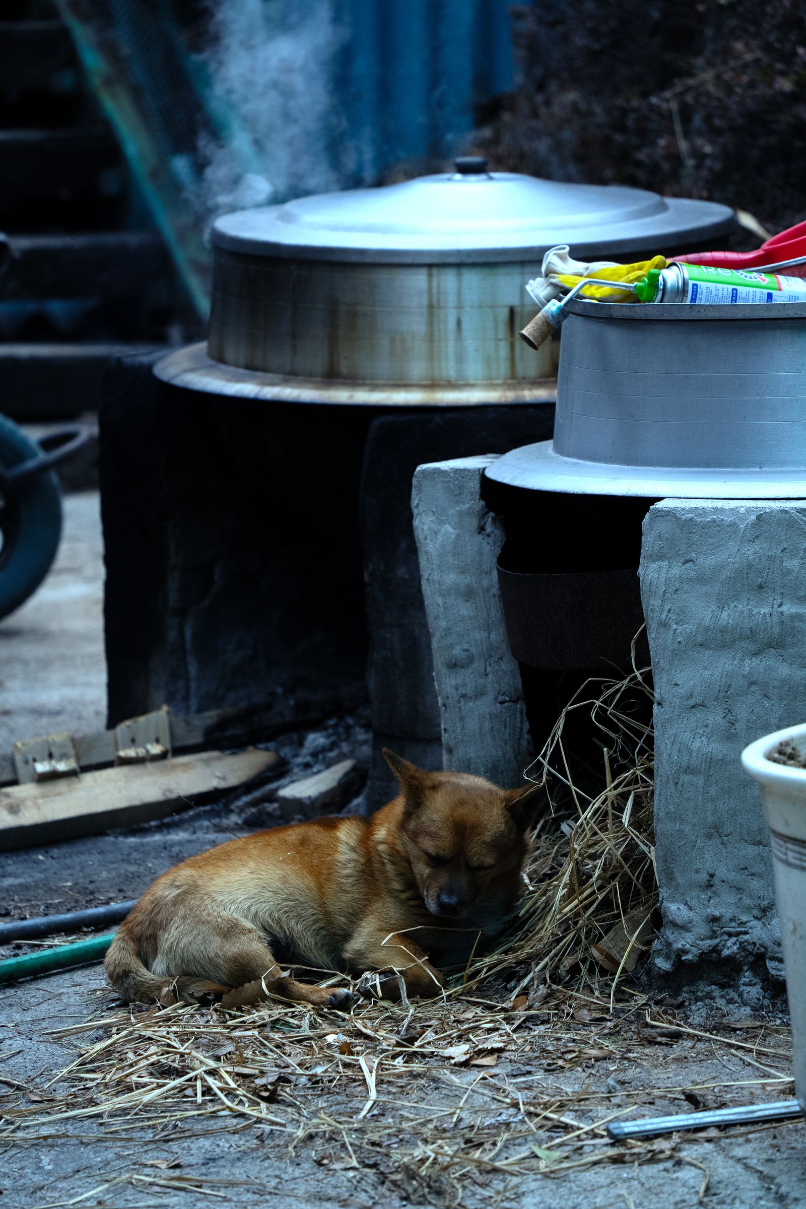 Stray Dog Photos, Download The BEST Free Stray Dog Stock Photos & HD Images