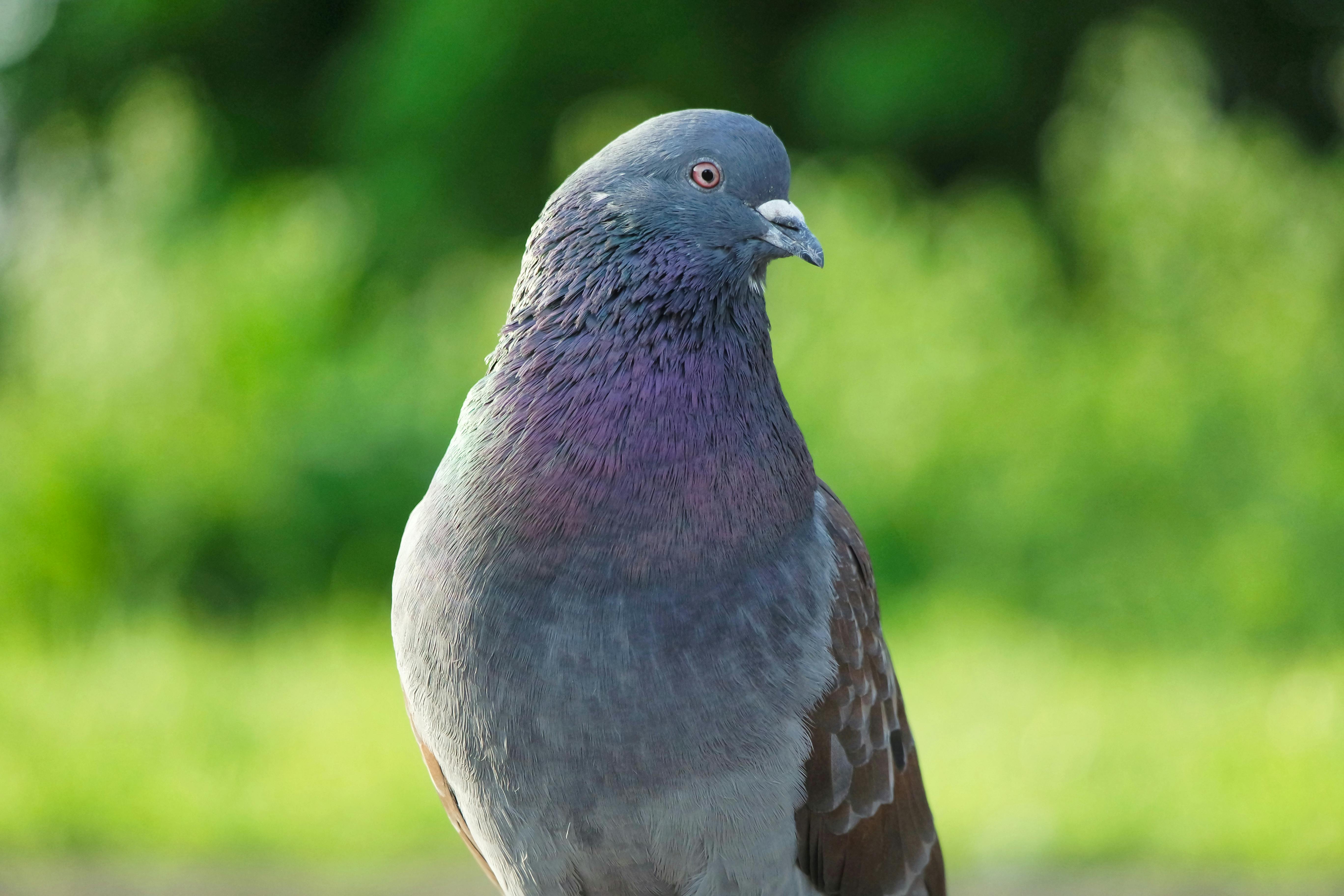 Pigeon Wallpaper Photos, Download The BEST Free Pigeon Wallpaper Stock ...