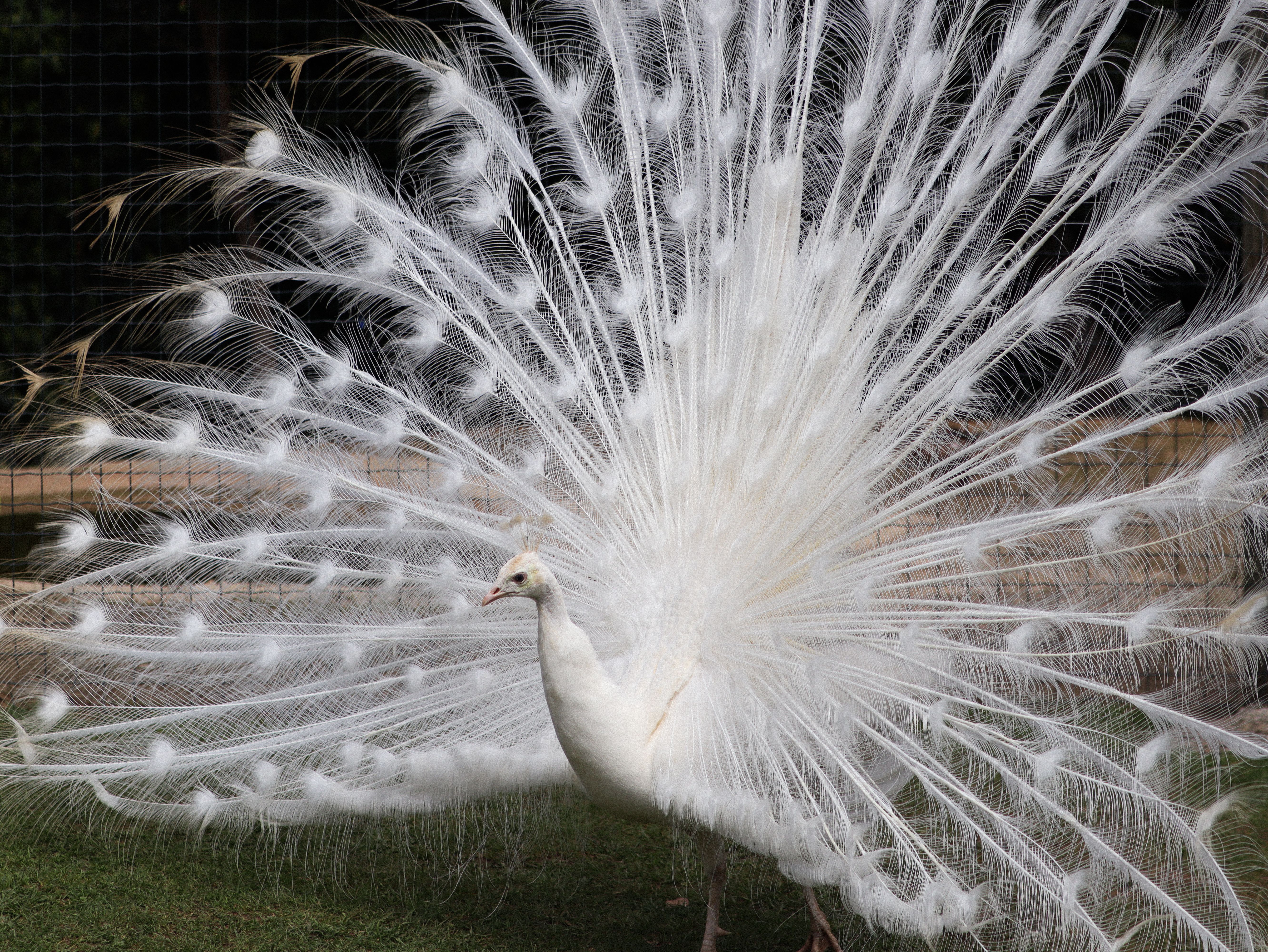 Photo gratuite de beauté, fermer, fierté, jardin, oiseau, paon, paon ...