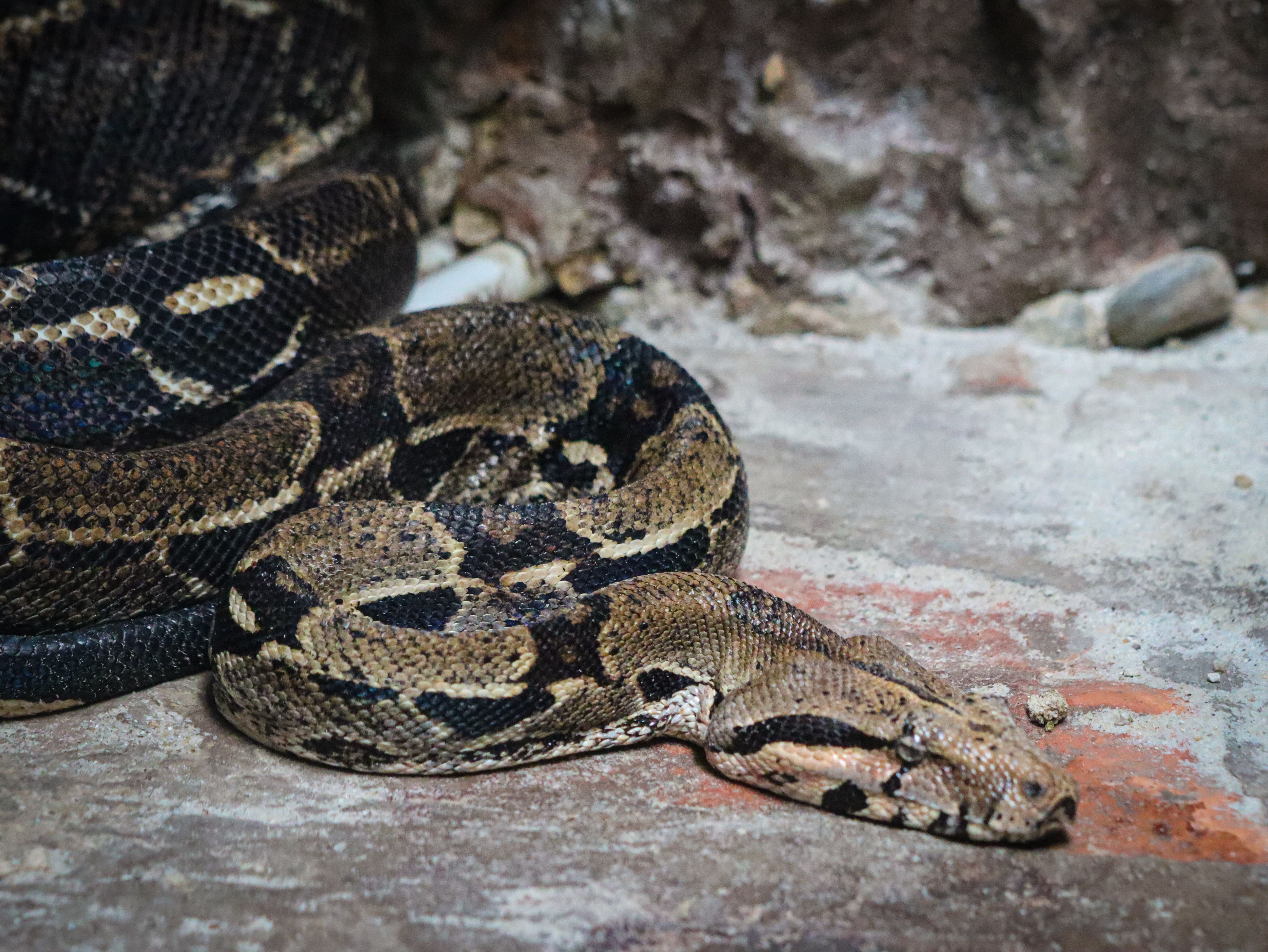 Photo gratuite de animal, boa colombien, boa imperator, herpétologie ...