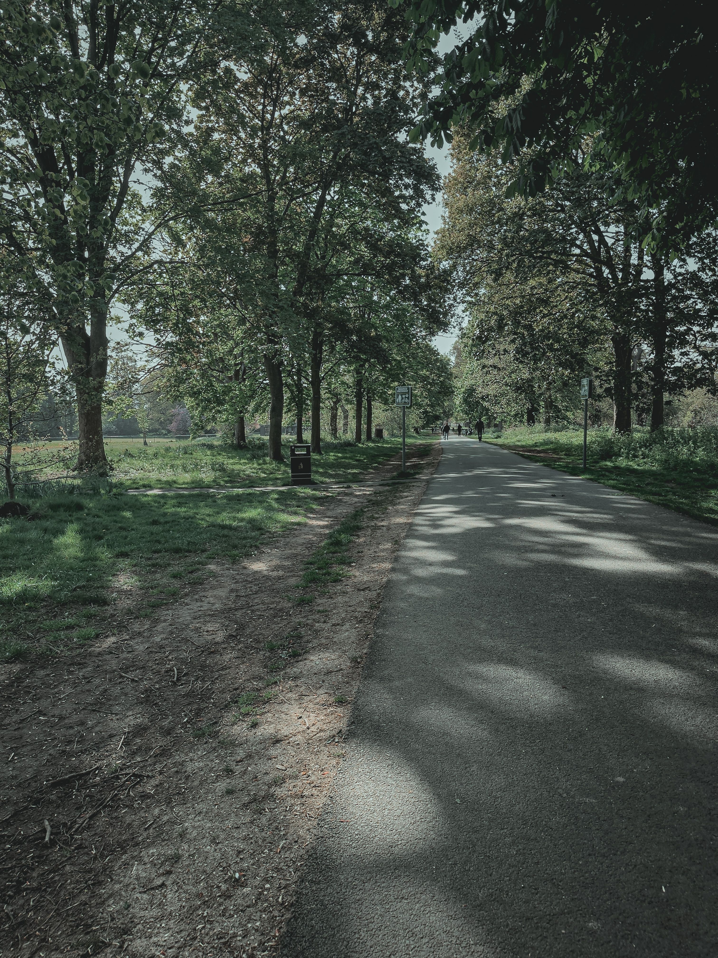 A Pavement between Trees in a Park · Free Stock Photo