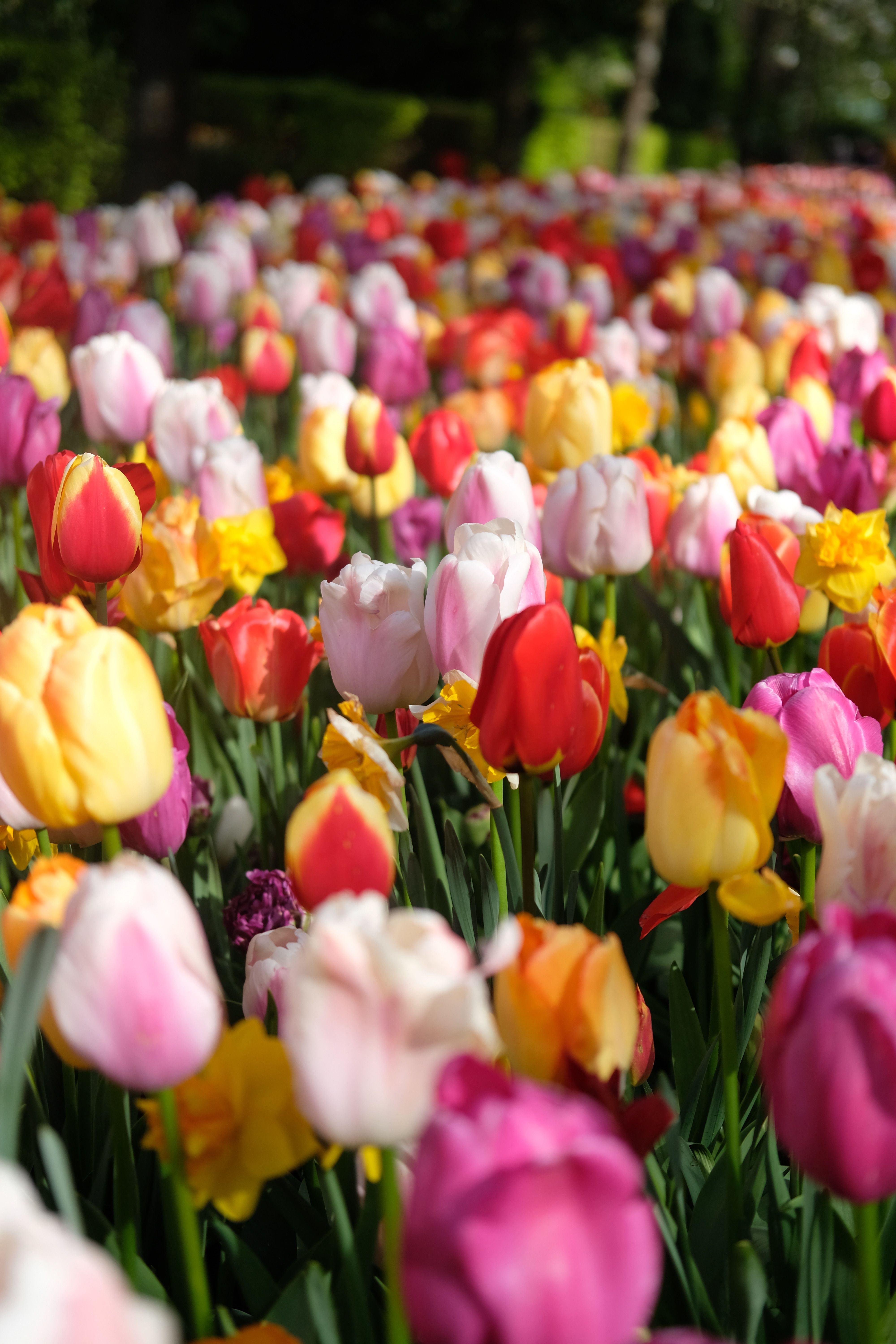 Close-up of Colorful Tulips · Free Stock Photo