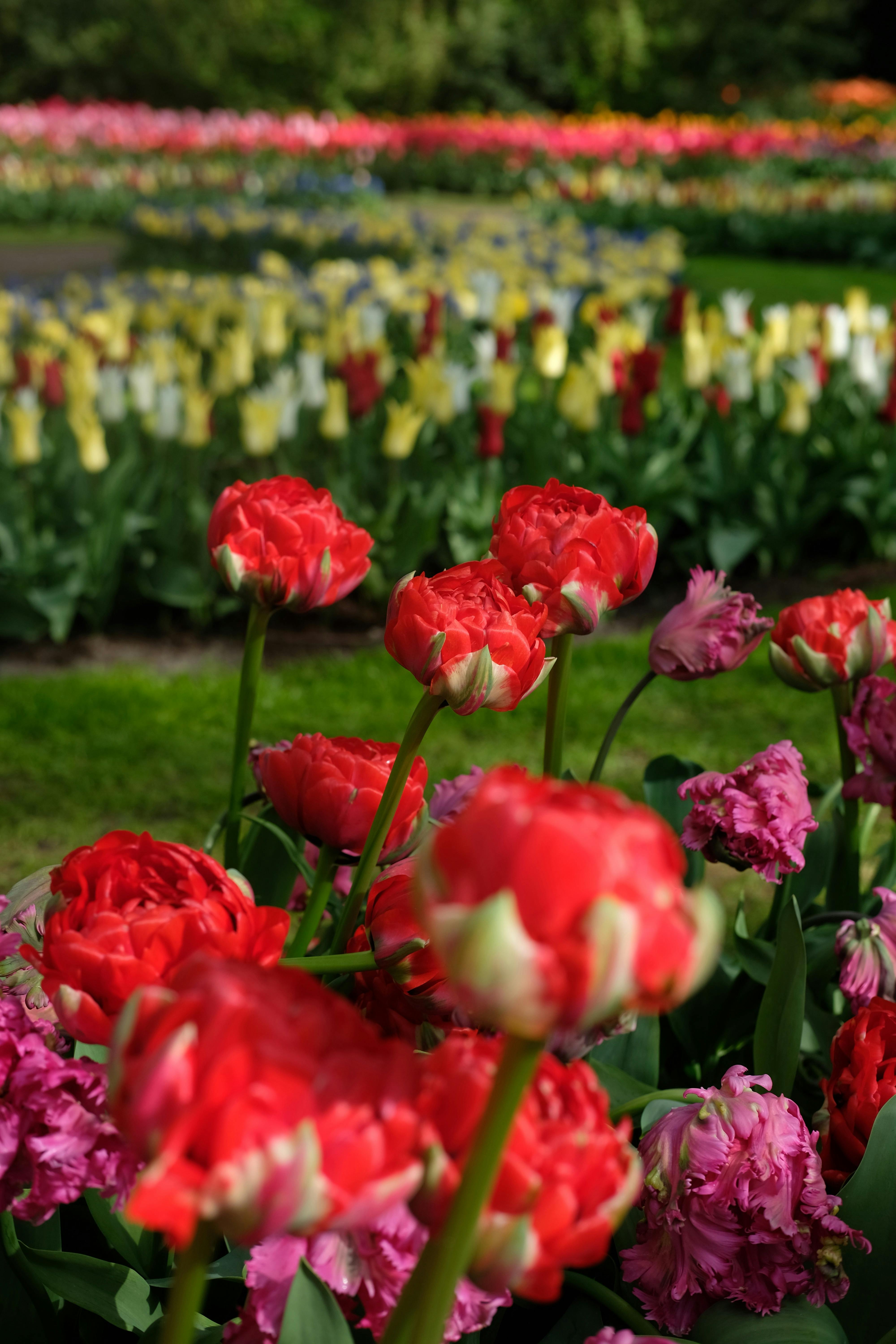Flowerbeds of Colorful Tulips · Free Stock Photo