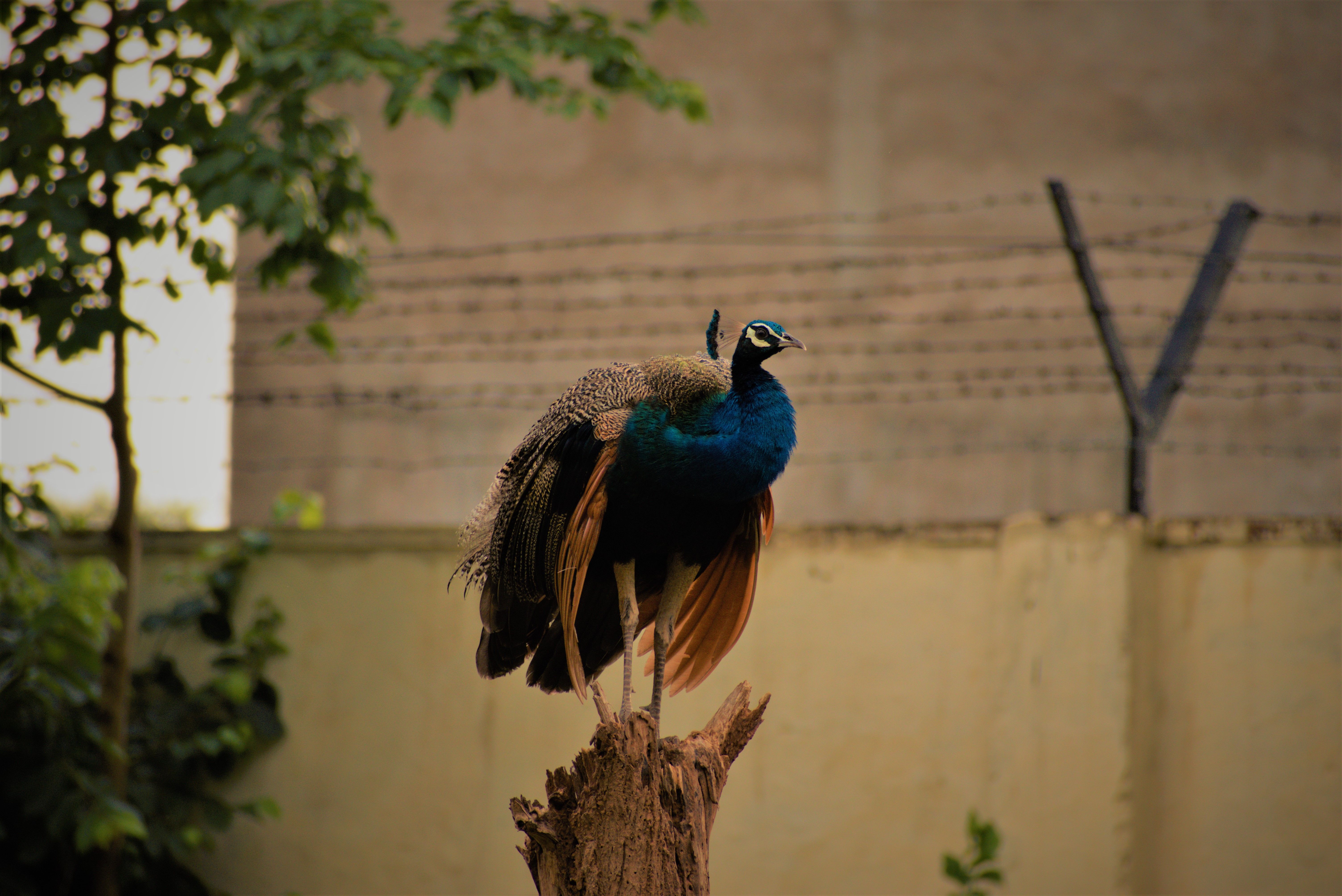 Peacock Perching on a Tree Stump · Free Stock Photo