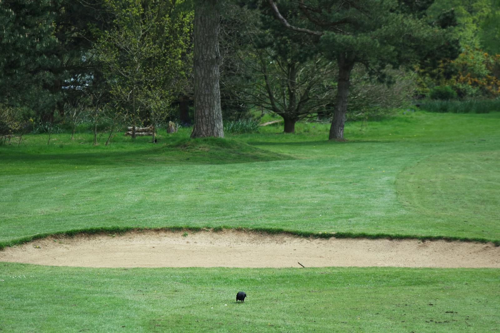 Golf Course Bird Photos, Download The BEST Free Golf Course Bird Stock ...