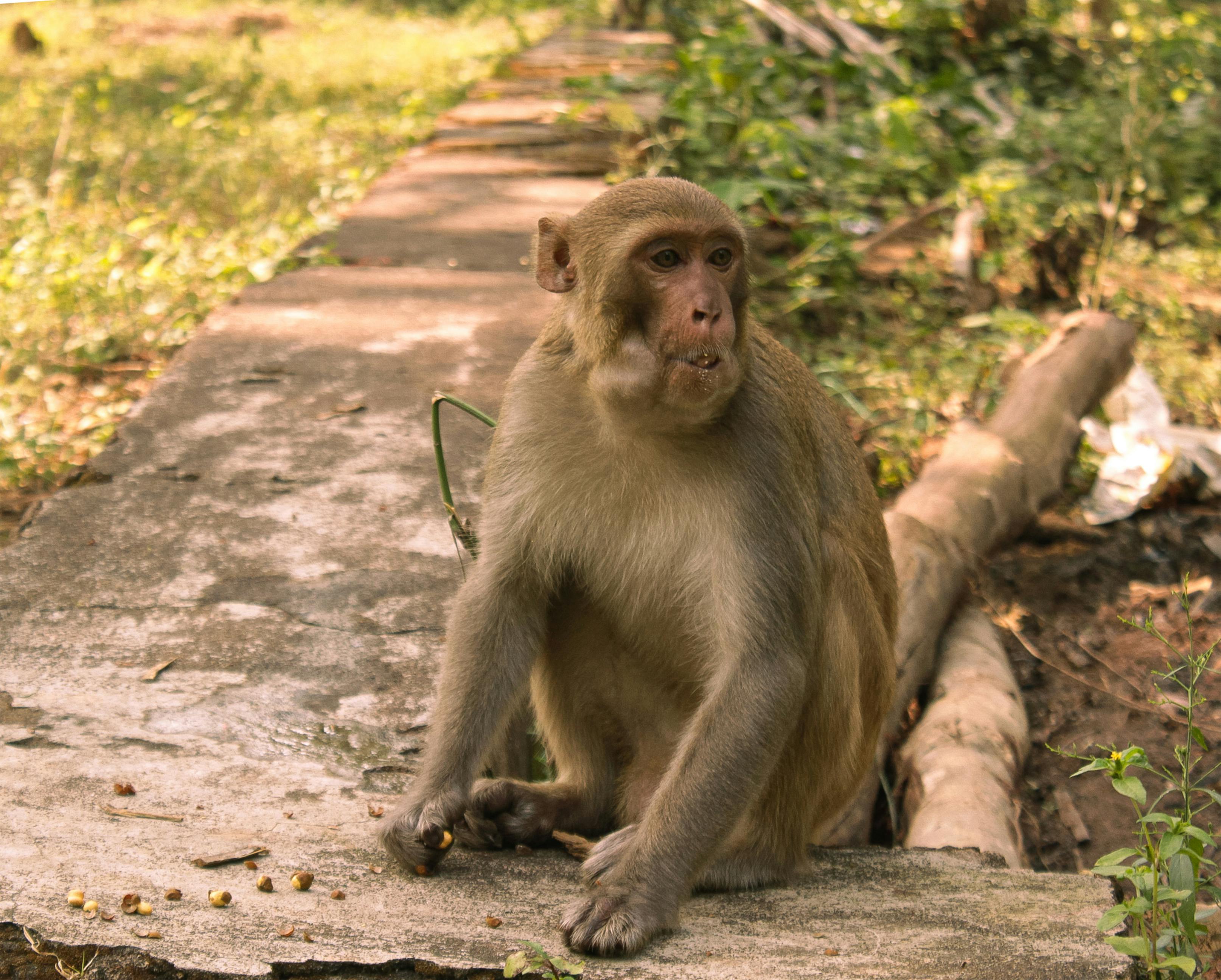 Close-up of a Monkey Sitting on a Concrete Wall · Free Stock Photo