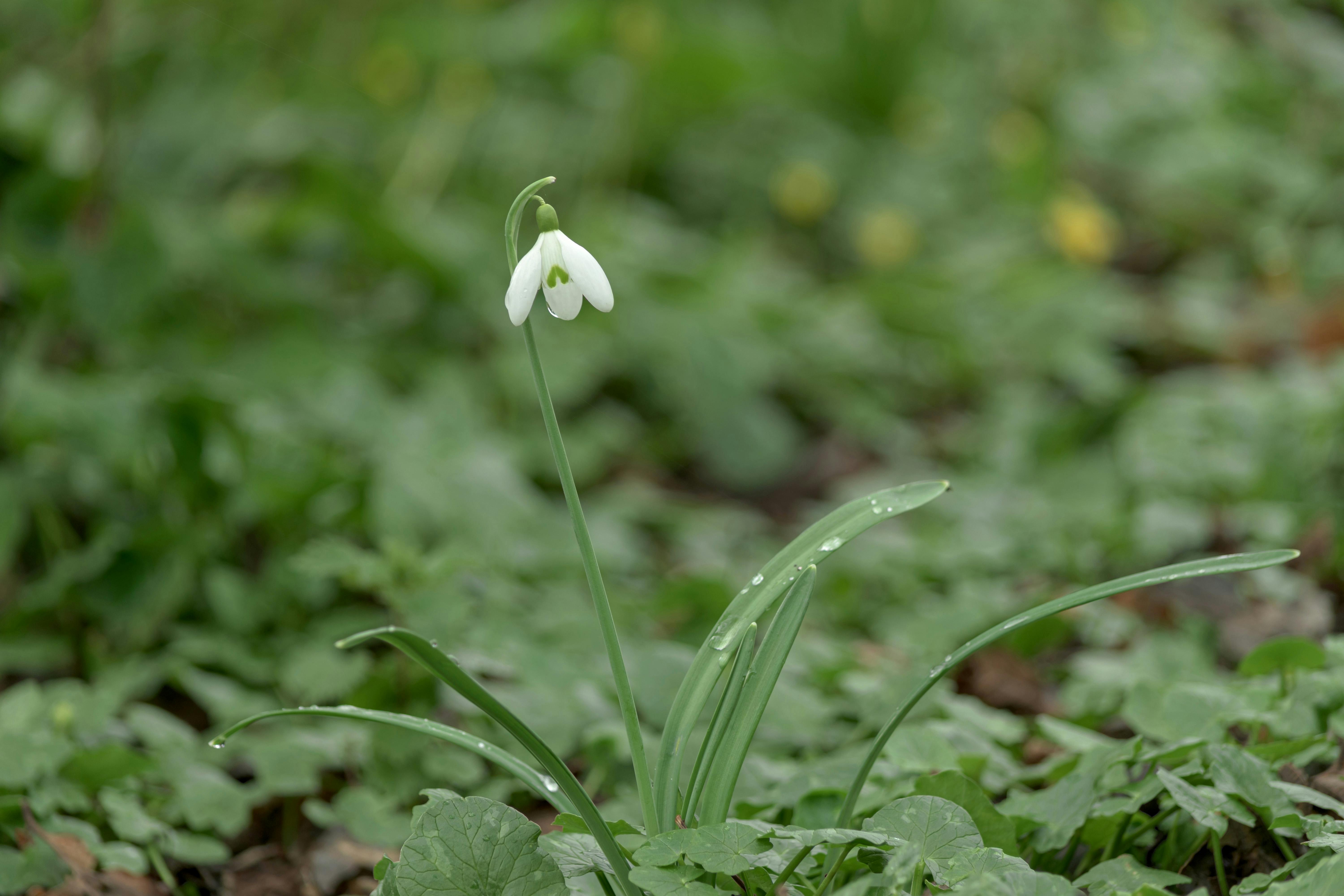 Snowdrop Flower in the Rain · Free Stock Photo