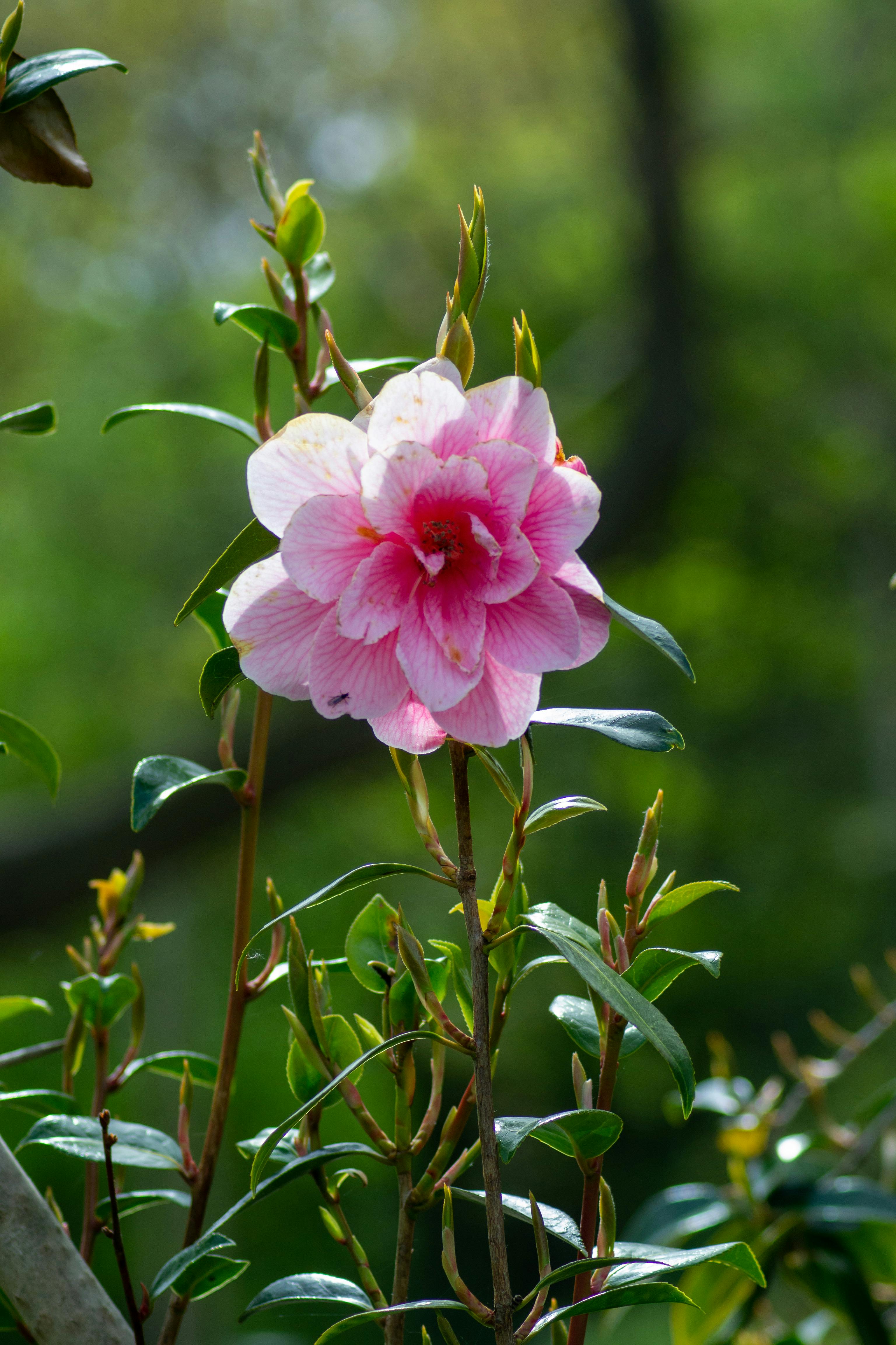 Head of a White Blooming Flower at Dusk · Free Stock Photo