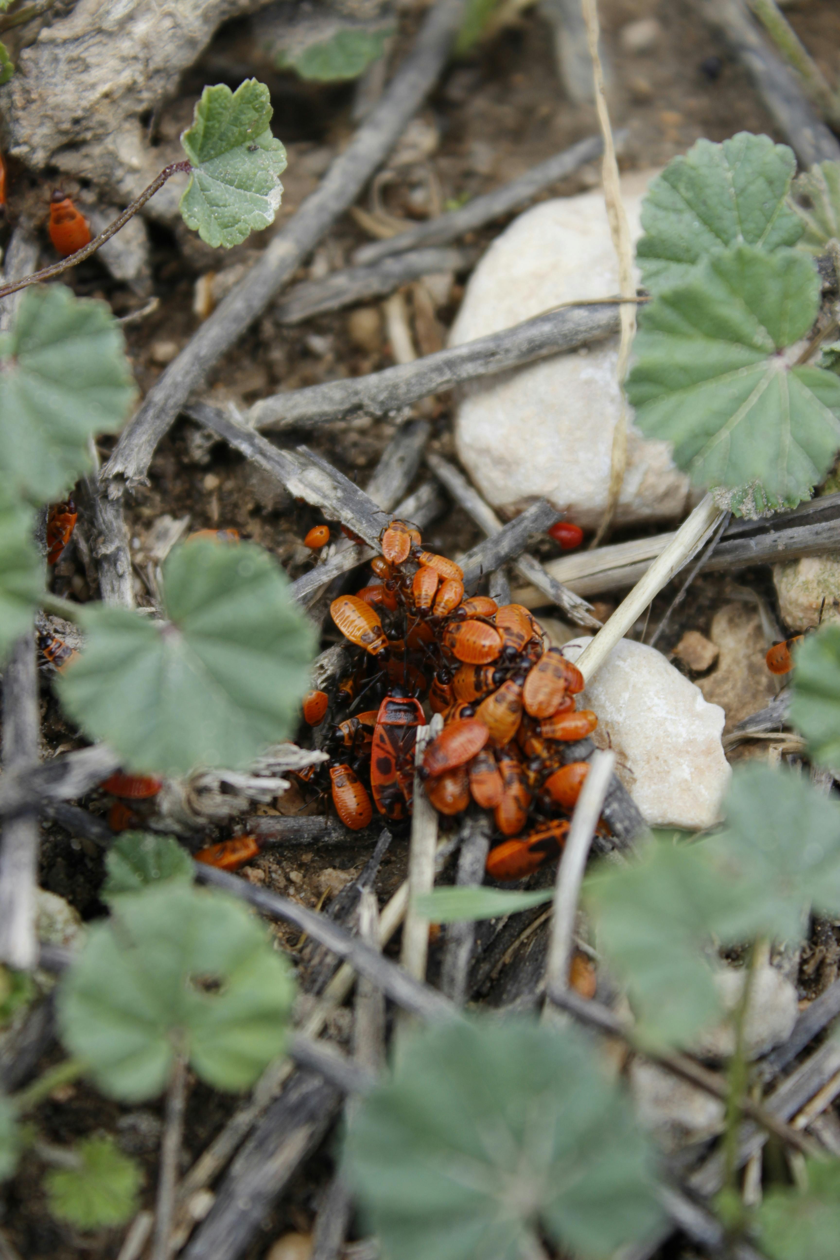 A group of ladybugs on the ground with leaves · Free Stock Photo