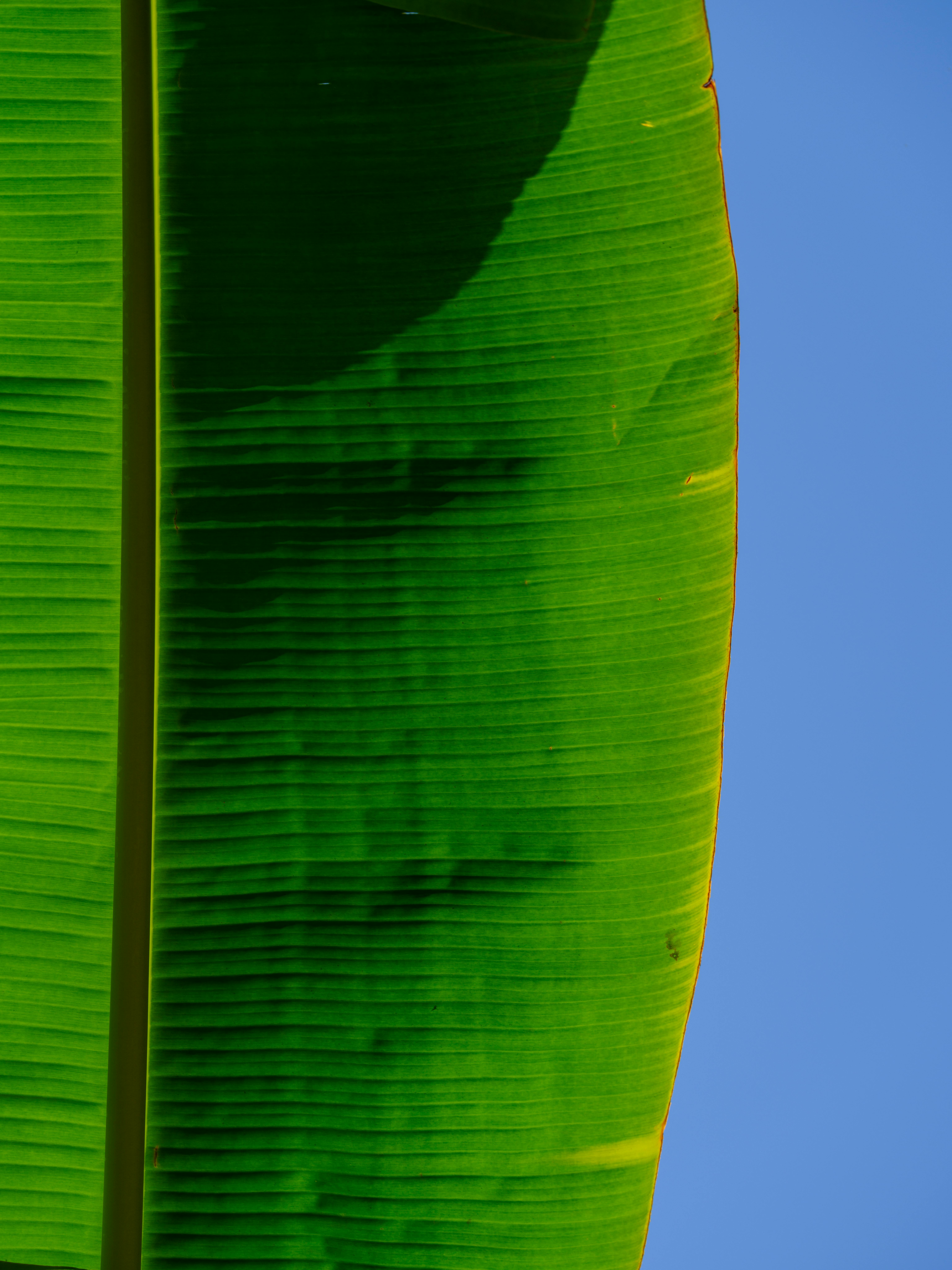 Close up of Green, Big Leaf · Free Stock Photo