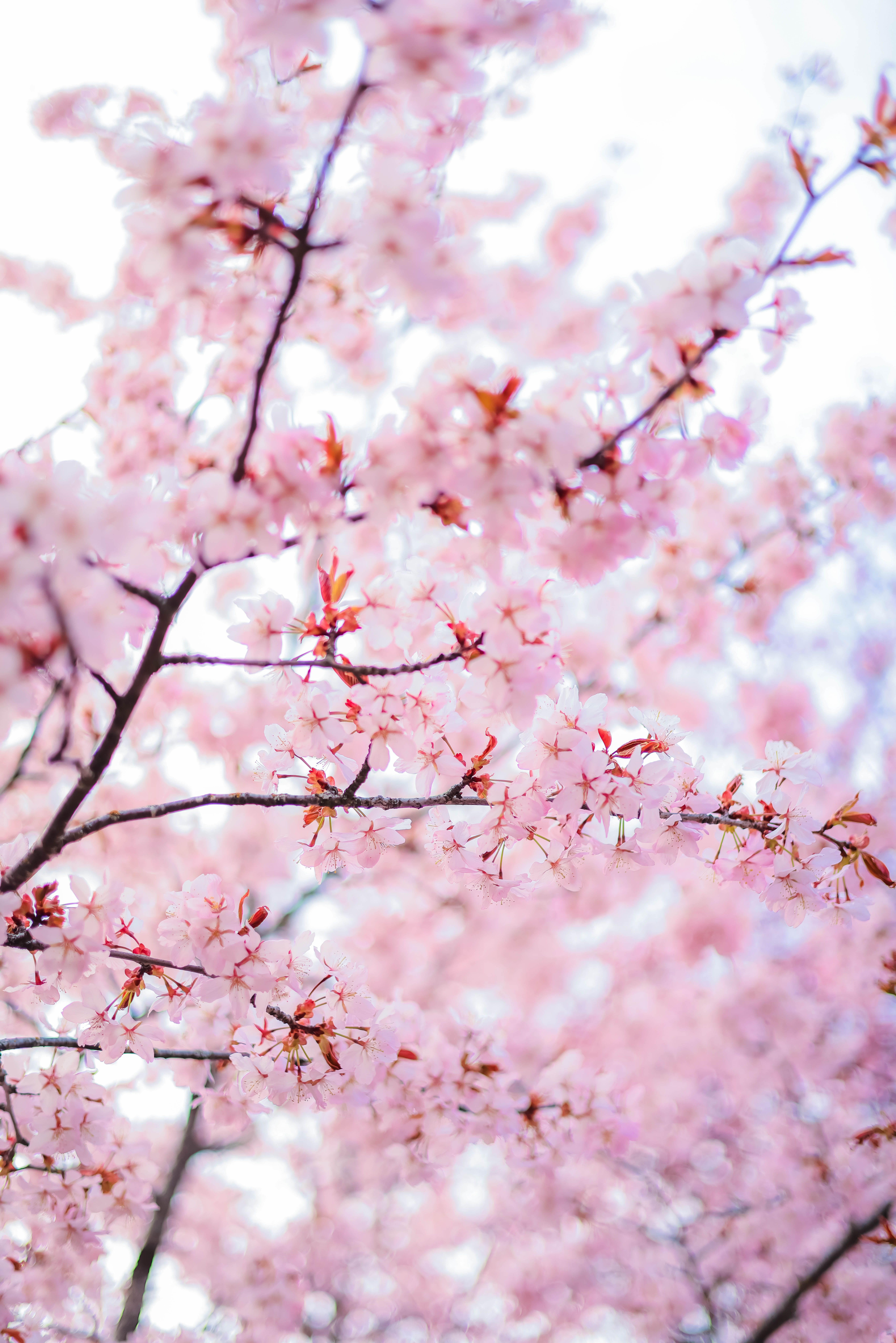 Close-up of Cherry Blossom Branches · Free Stock Photo
