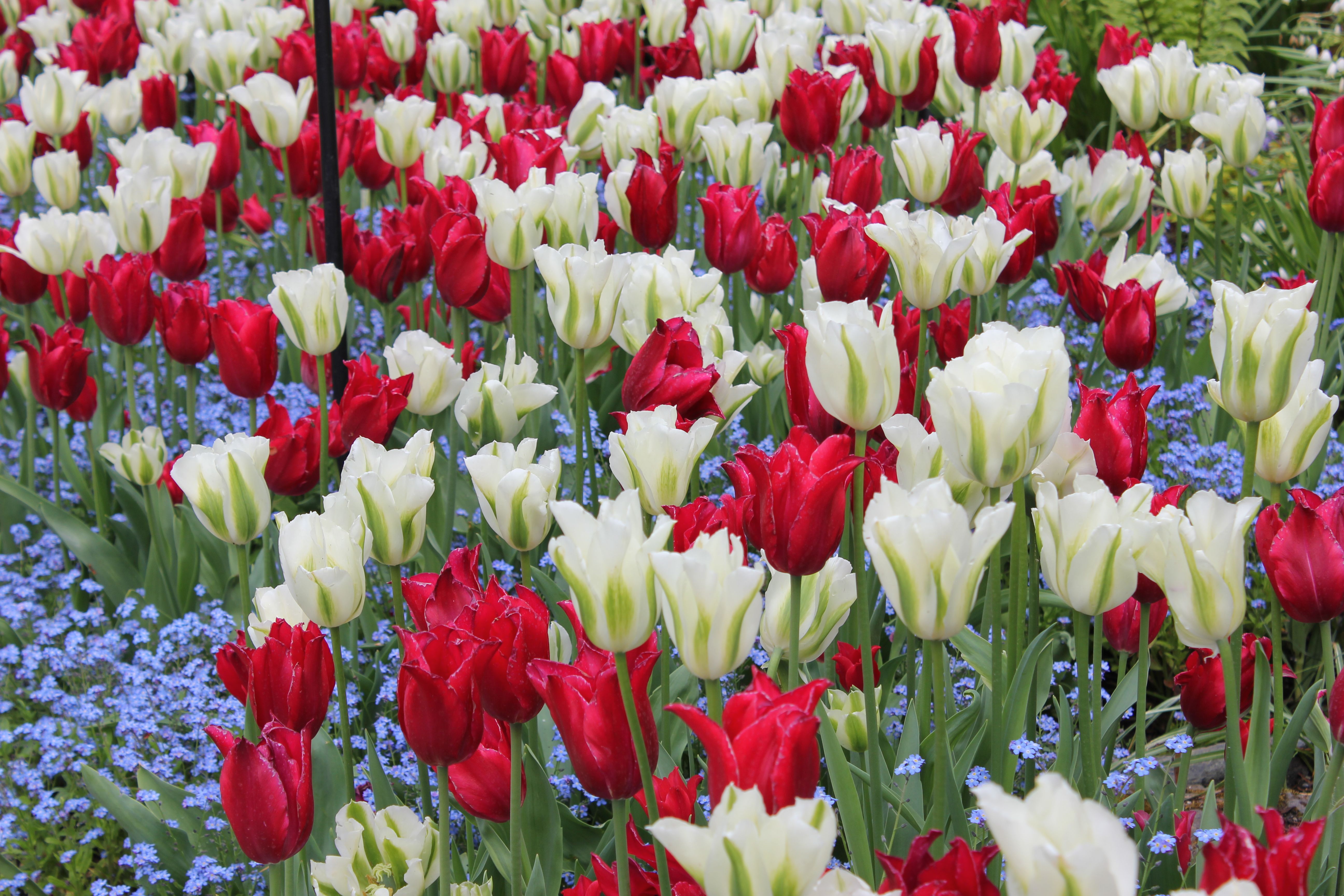 Colorful Tulips in a Park · Free Stock Photo