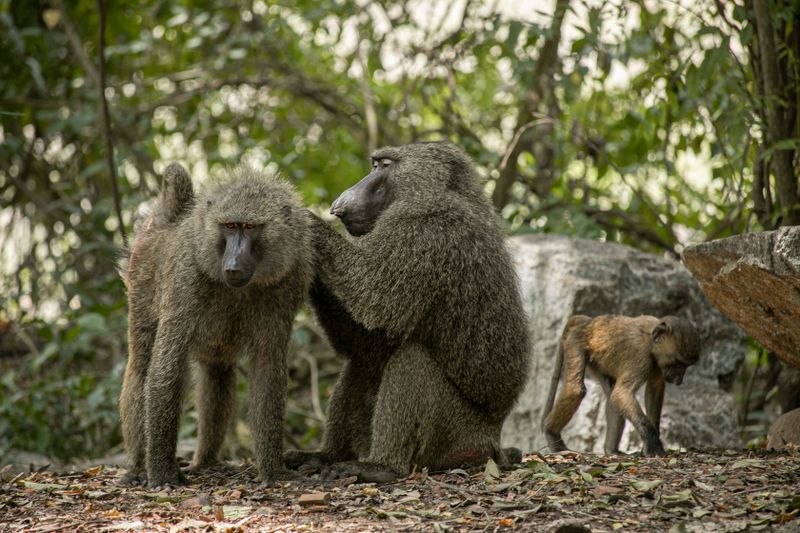 Baboons Photos, Download The BEST Free Baboons Stock Photos & HD Images