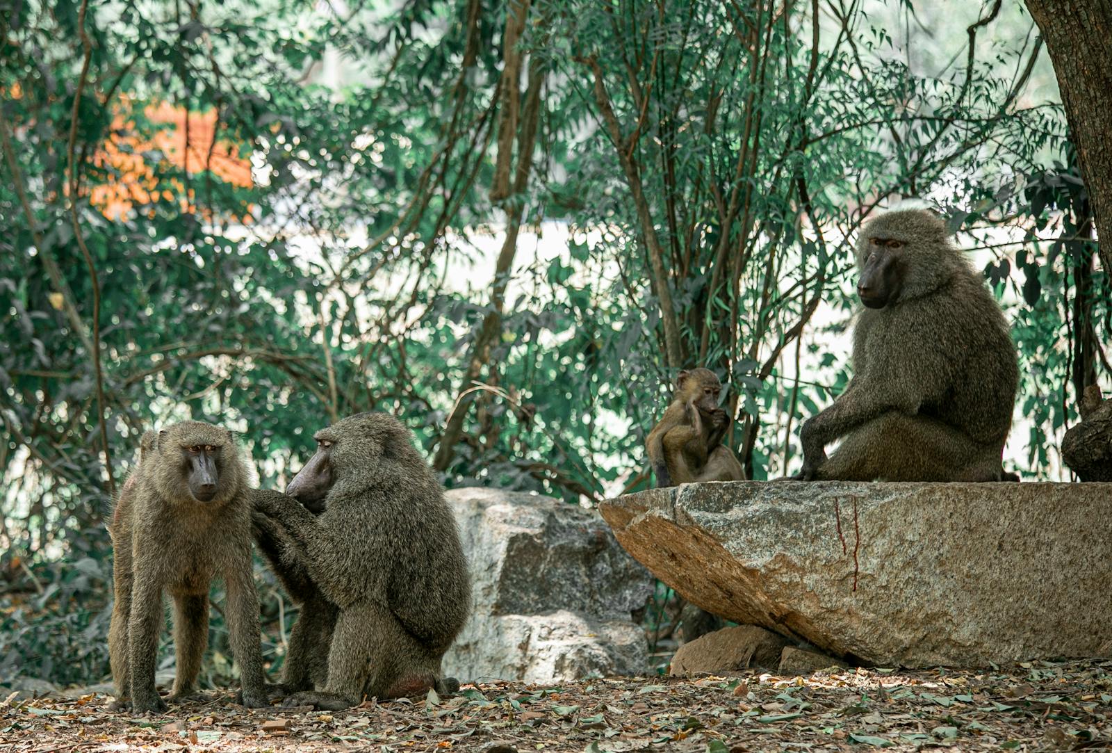 Baboons Photos, Download The BEST Free Baboons Stock Photos & HD Images