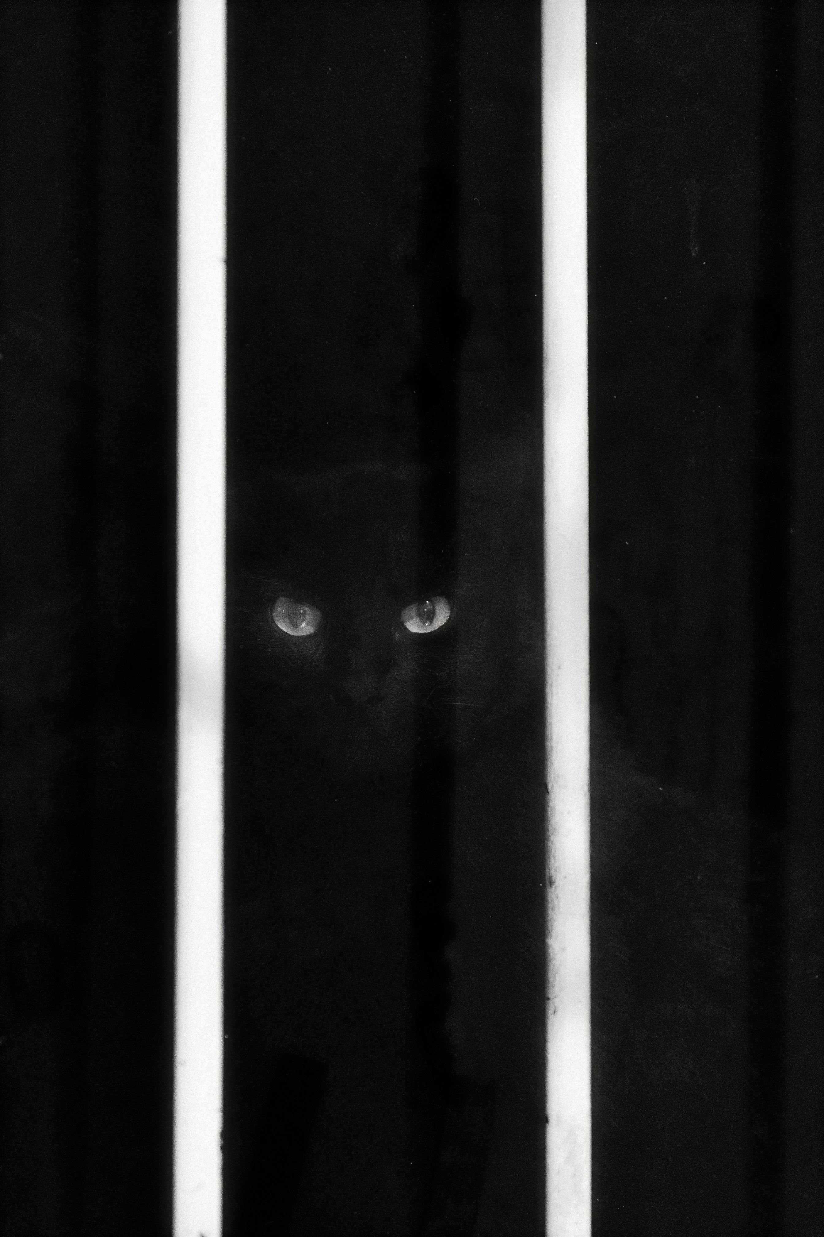 Black Cat behind Bars · Free Stock Photo