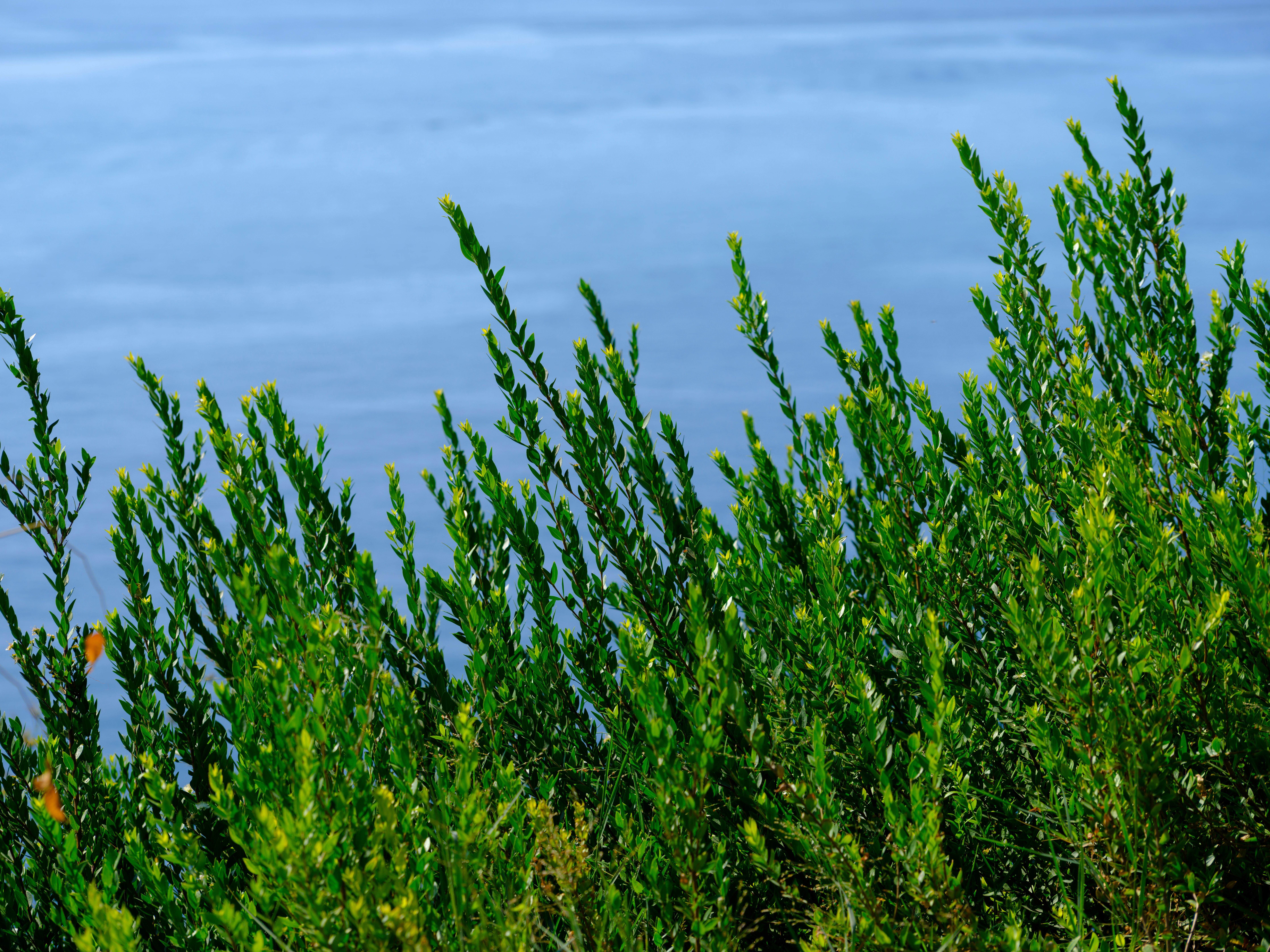 Green Bush in Nature · Free Stock Photo