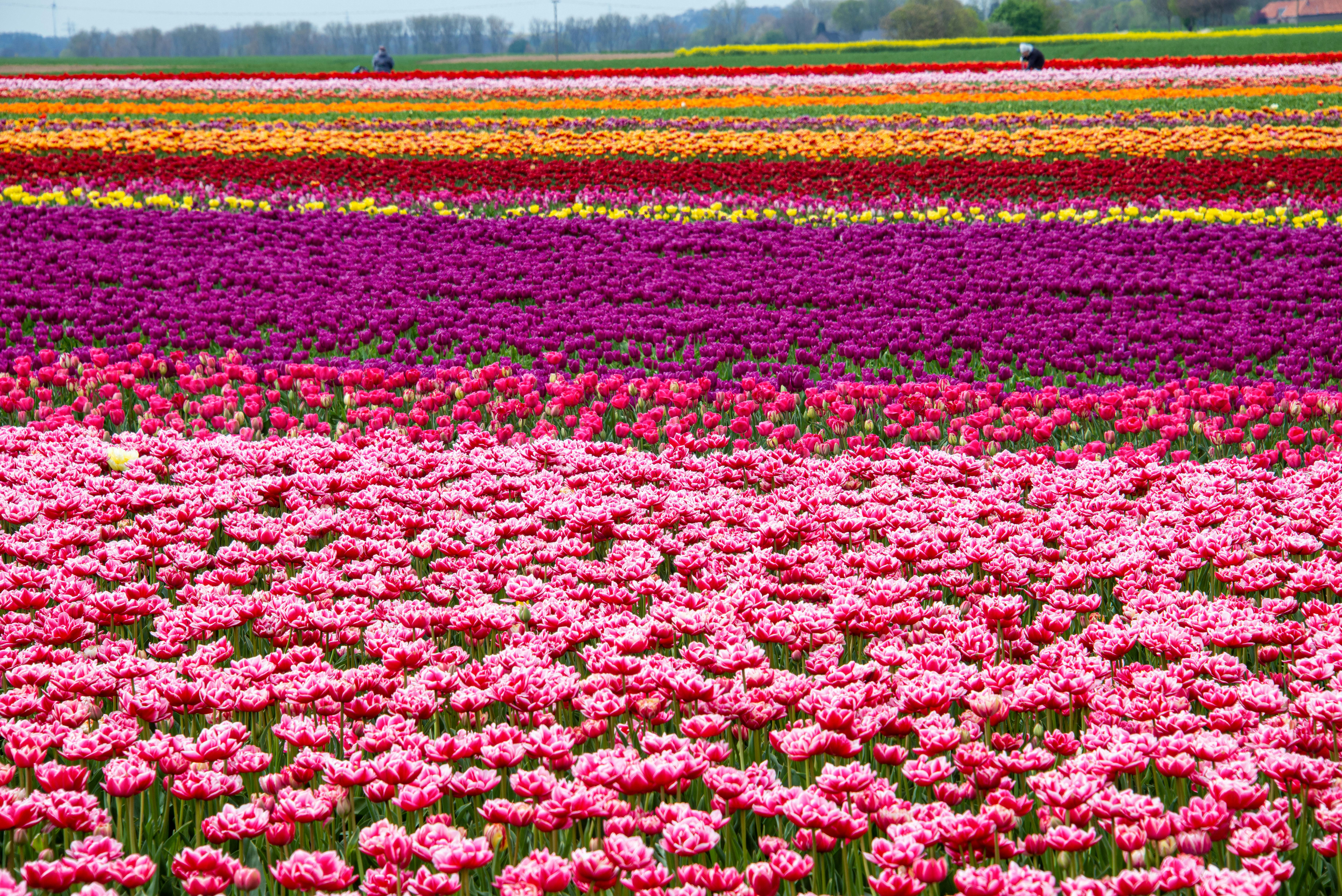Foto stok gratis tentang agrikultura, alam, bagus, belanda, berbunga ...