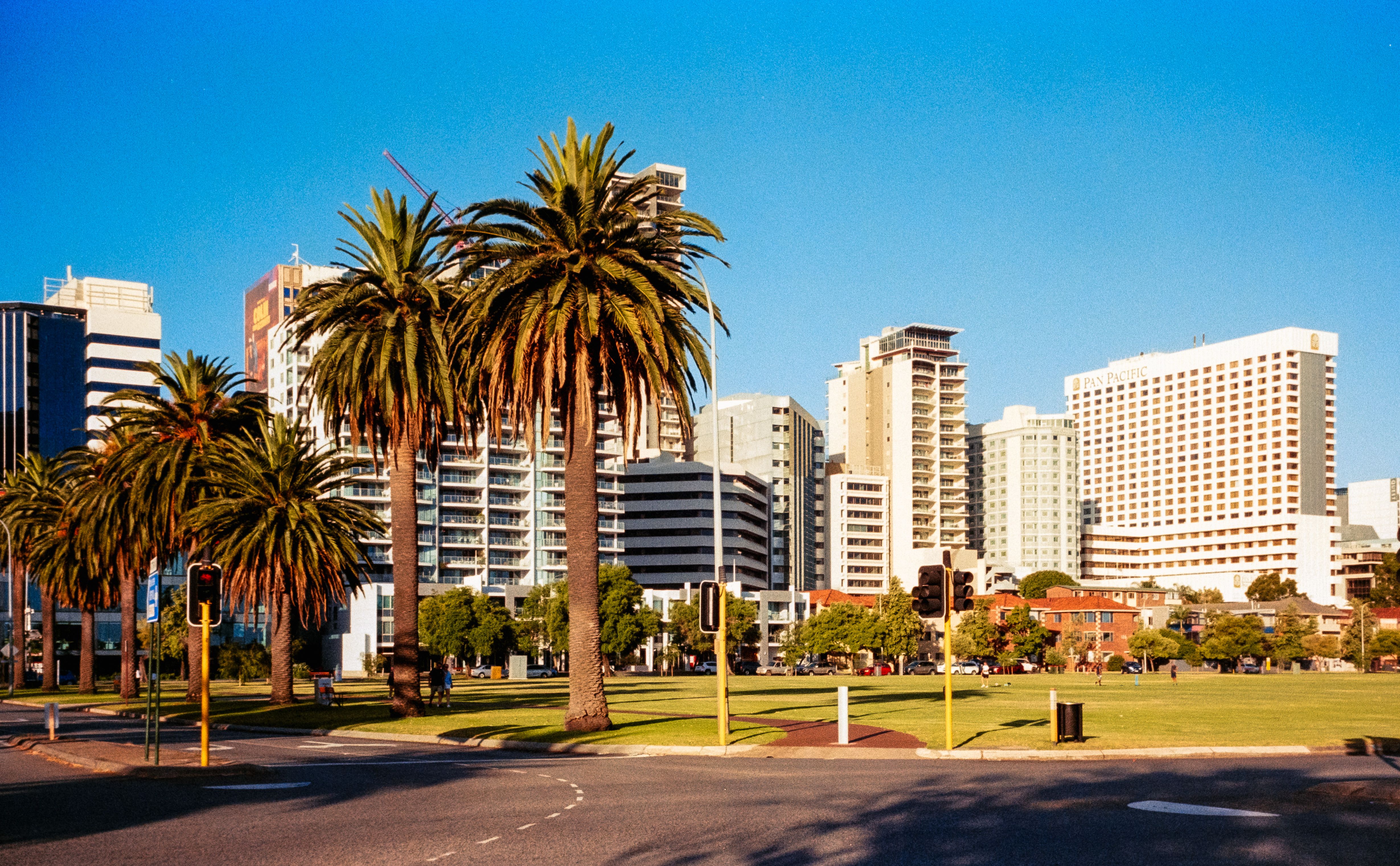 A city with palm trees and buildings in the background · Free Stock Photo