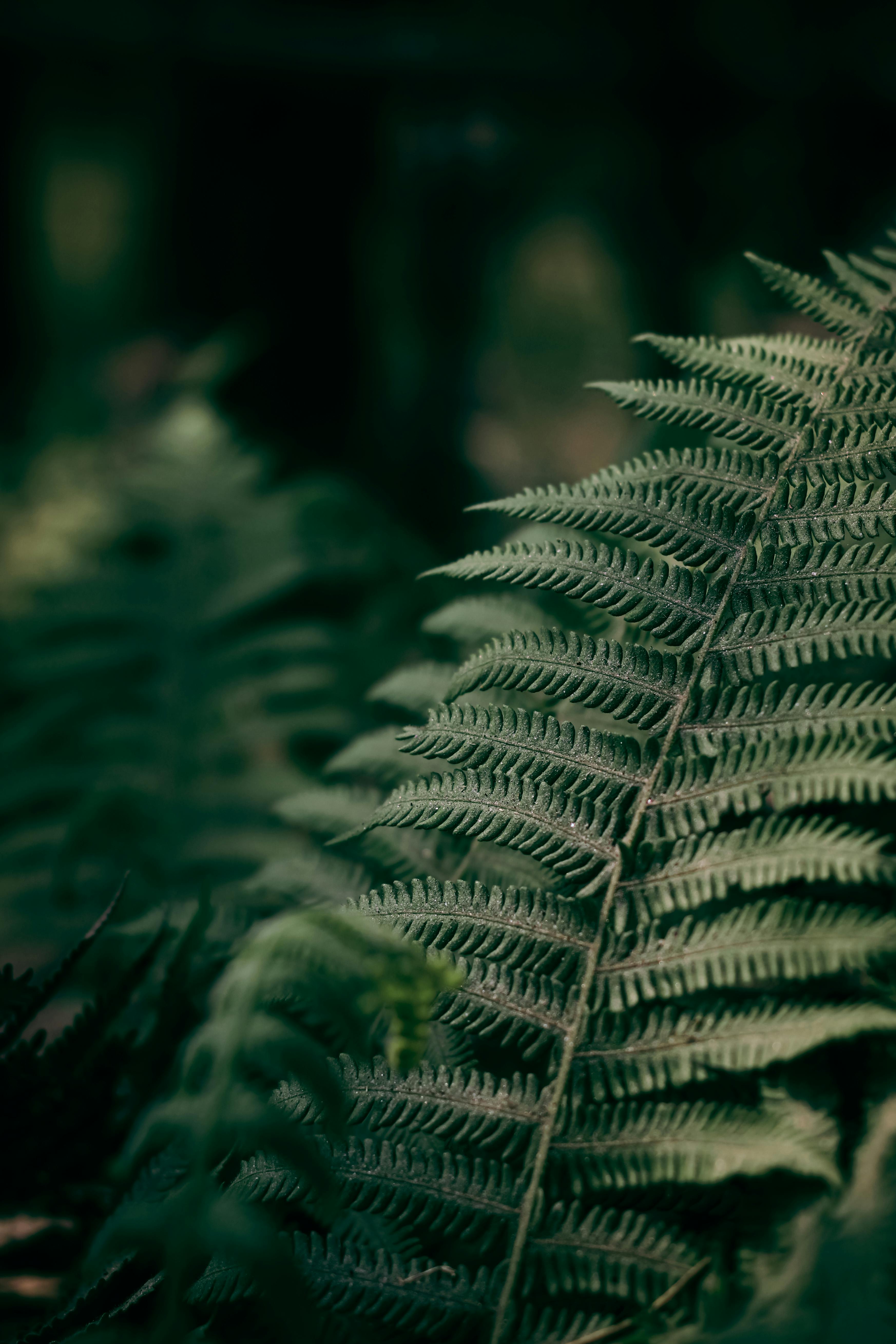 Lektionsplanering Fern Gun Photos, Download The BEST Free ...