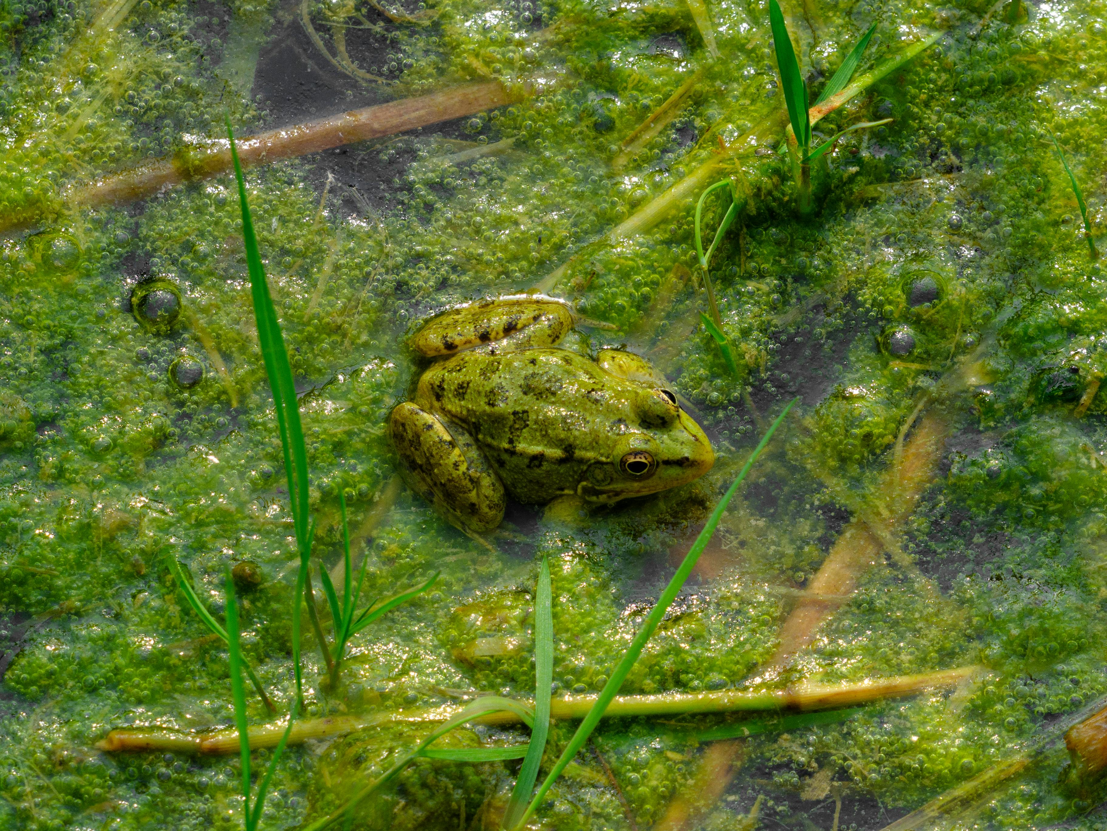Frog in Water · Free Stock Photo