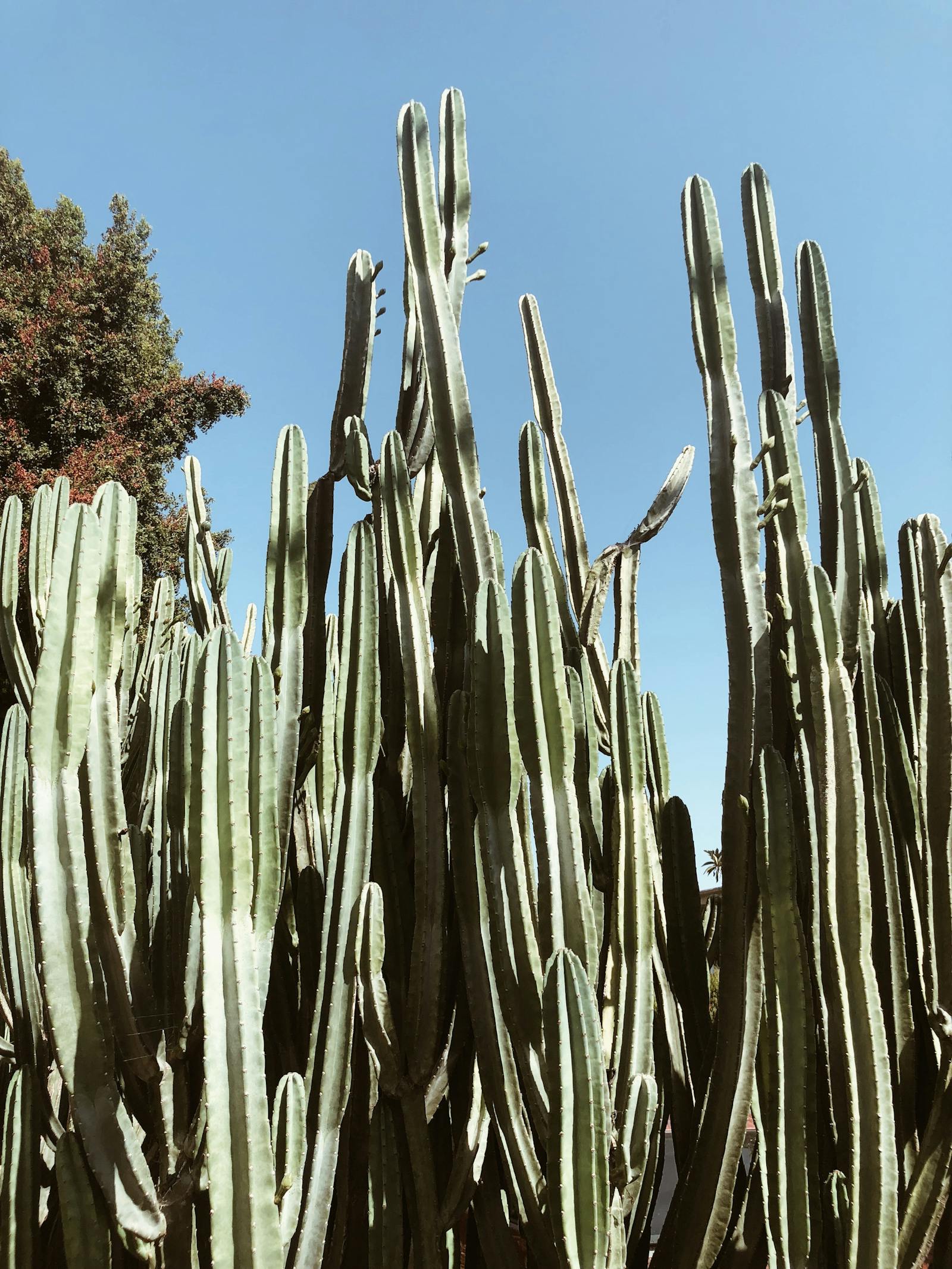 Cacti Photos, Download The BEST Free Cacti Stock Photos & HD Images