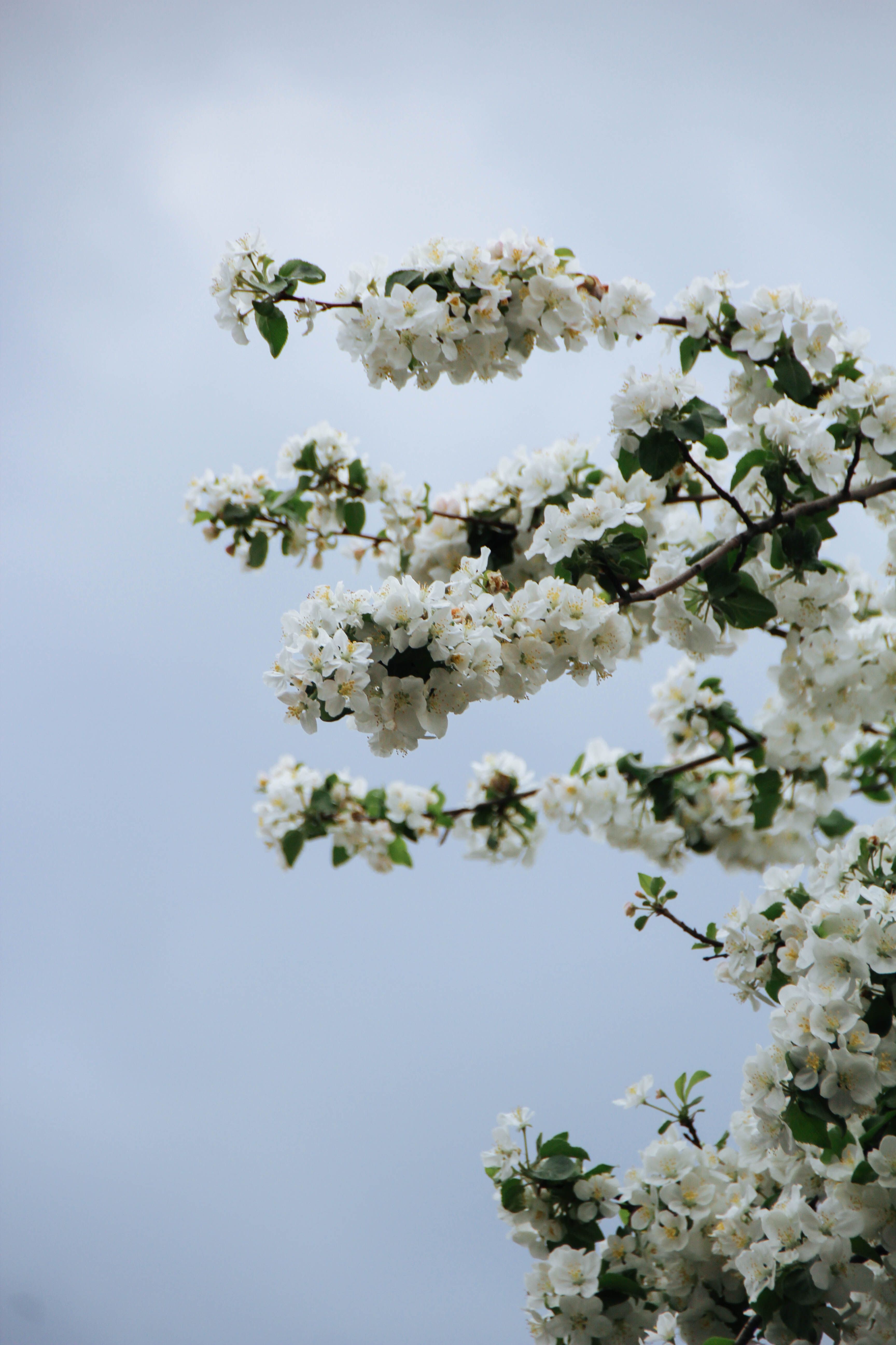 Close-up of a Cherry Tree in Blossom · Free Stock Photo