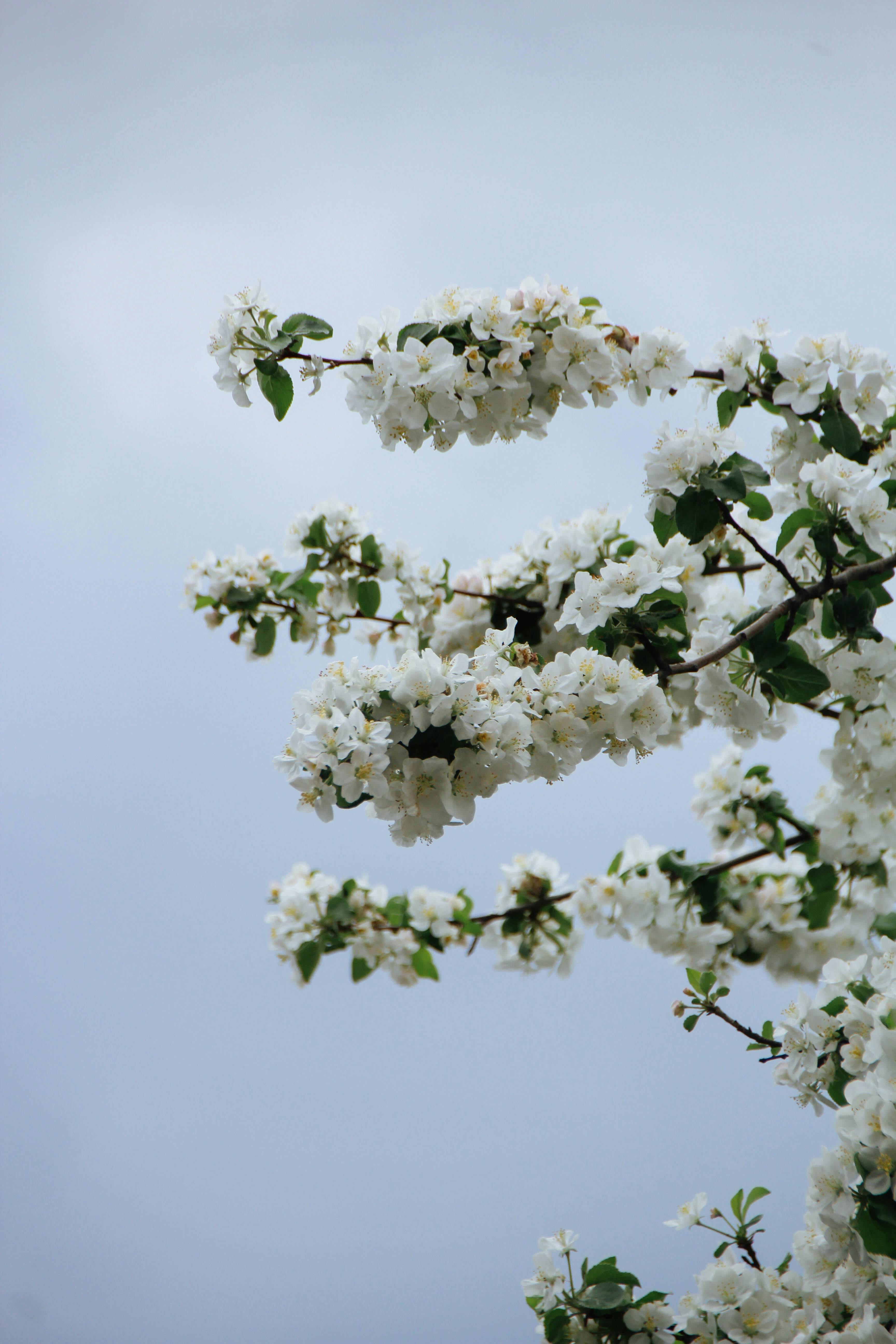 Close-up of a Cherry Tree Blossom · Free Stock Photo