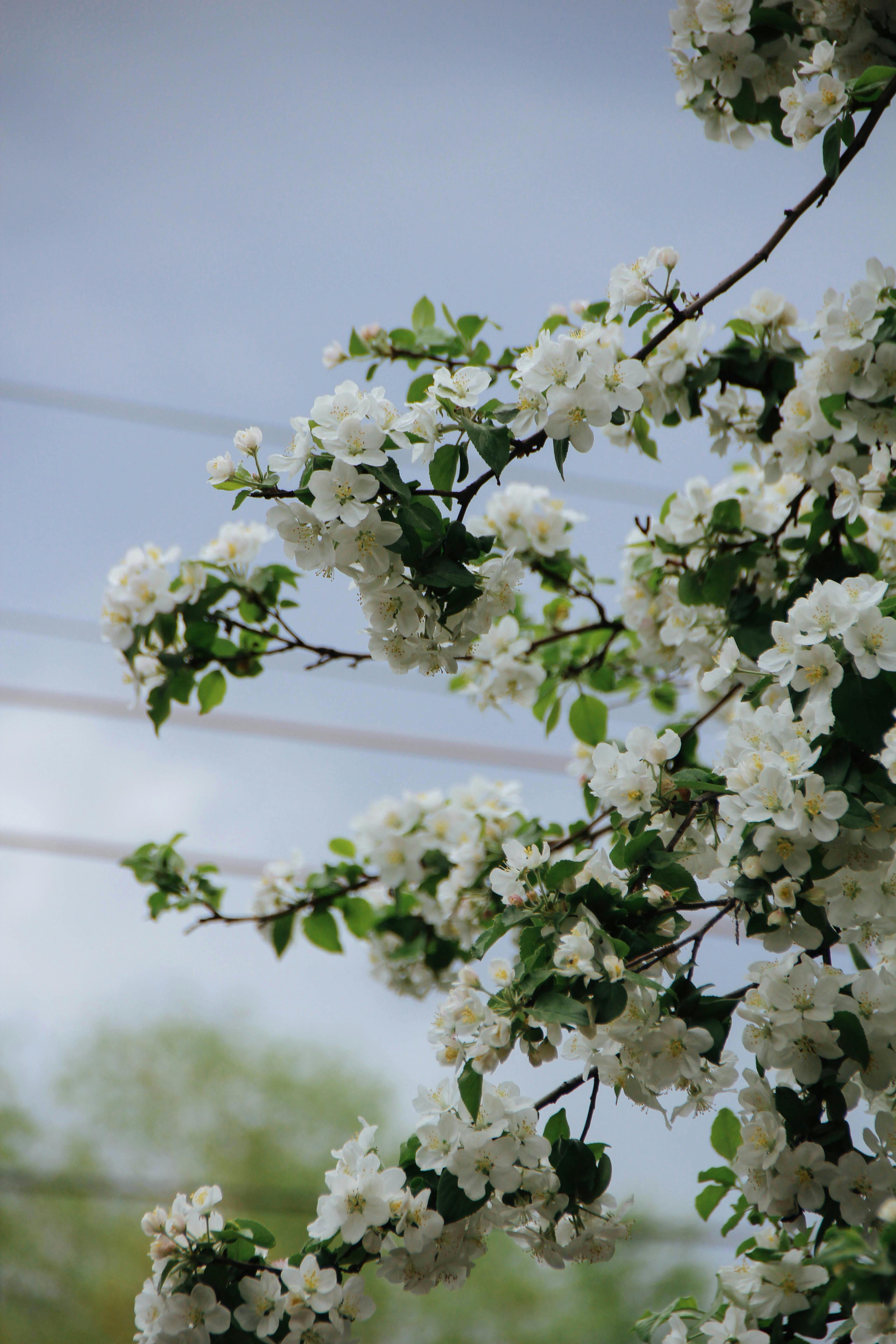 White Flowers Blossoms on the Branches · Free Stock Photo