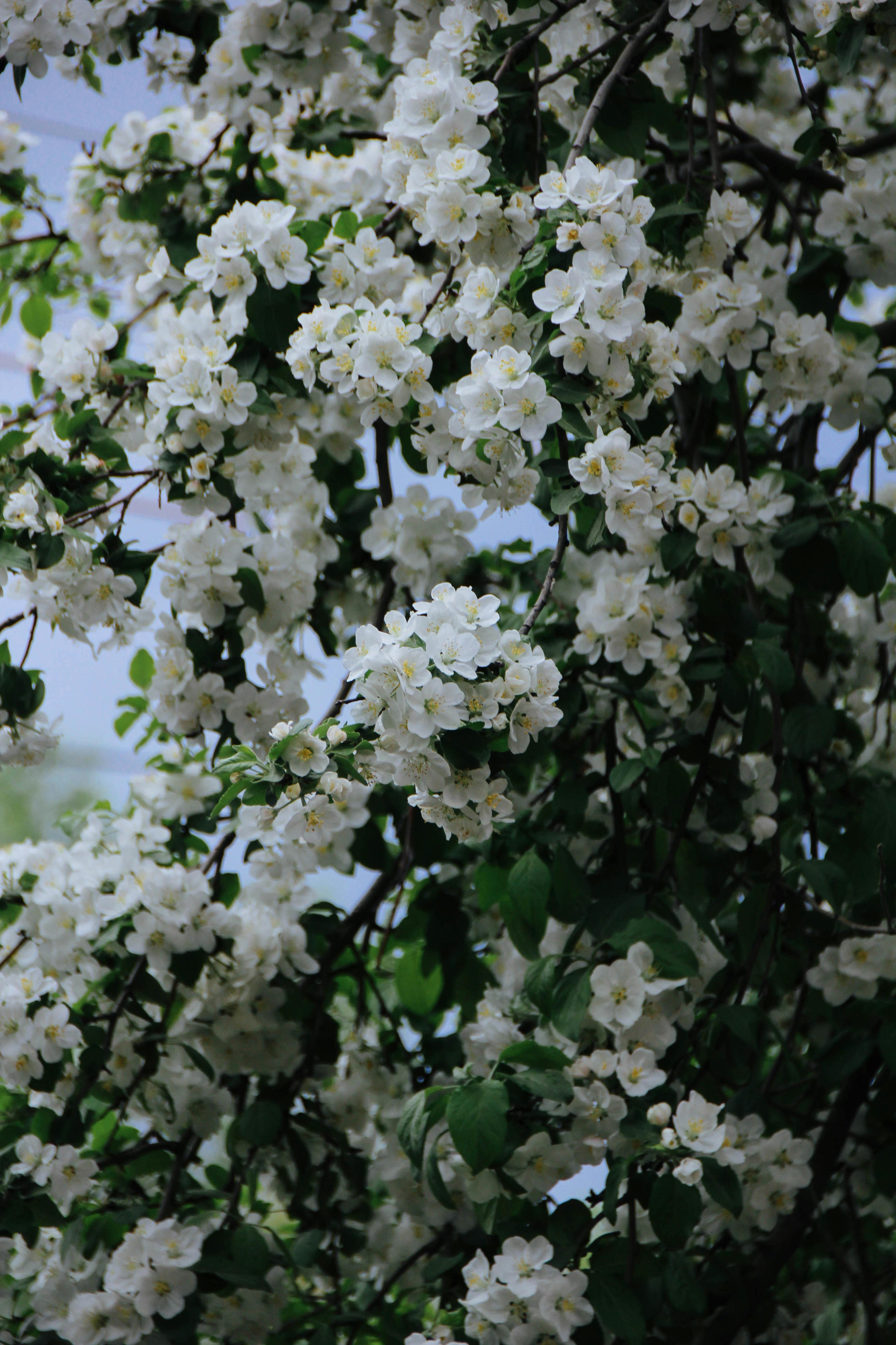 White Flowers Blossoms on the Branches · Free Stock Photo