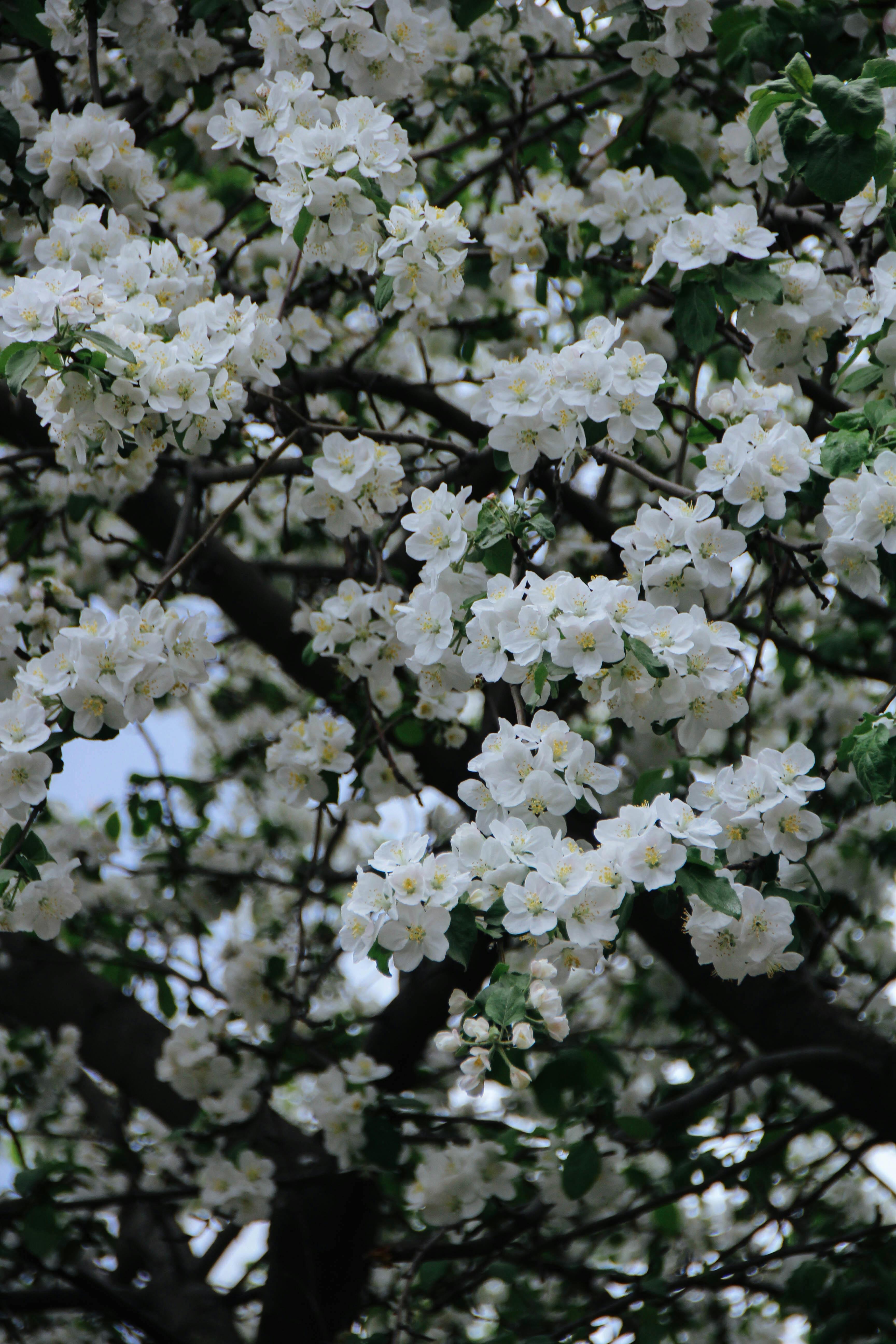 Cherry Tree Branch in Blossom · Free Stock Photo