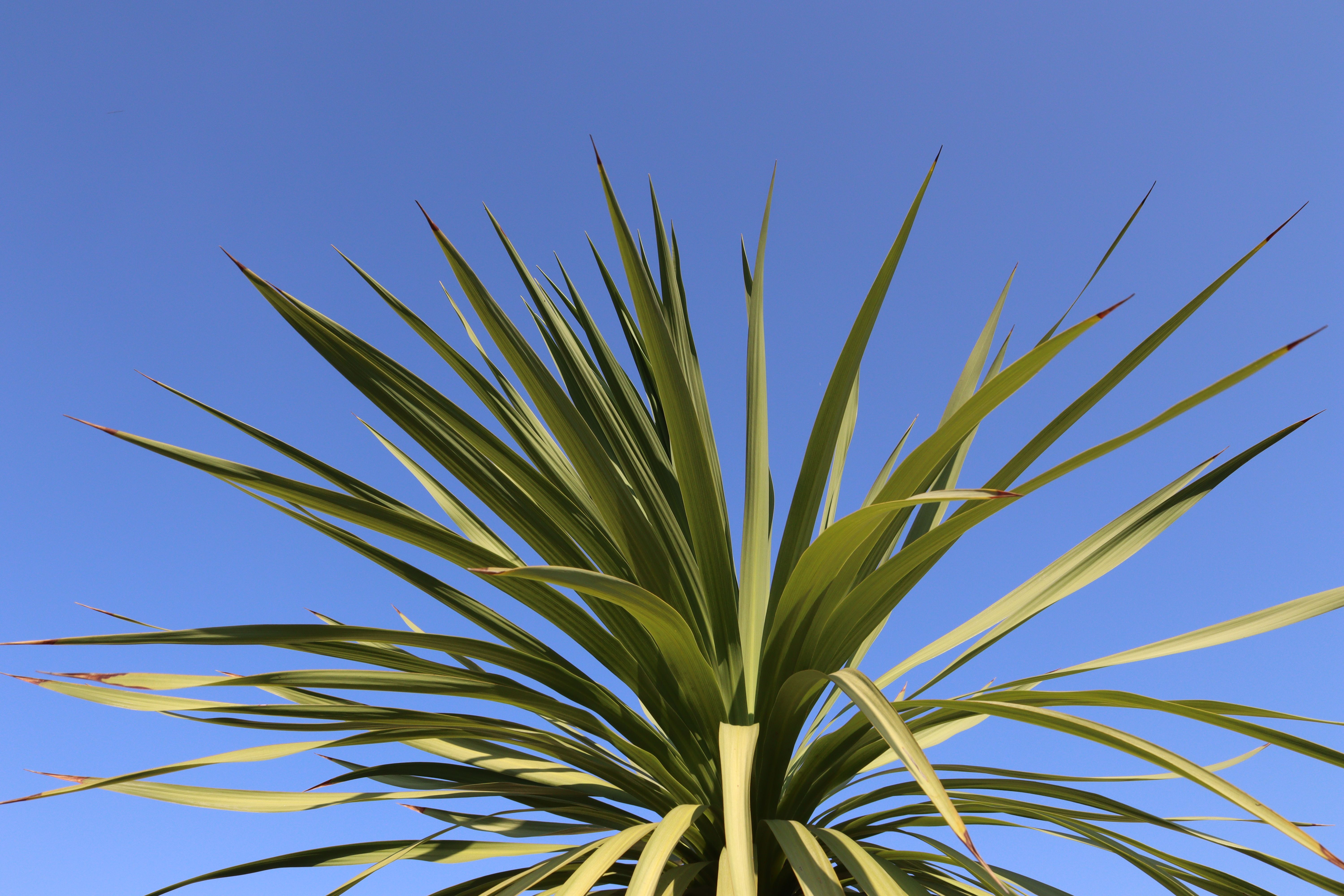 Giant Leaves Photos, Download The BEST Free Giant Leaves Stock Photos ...