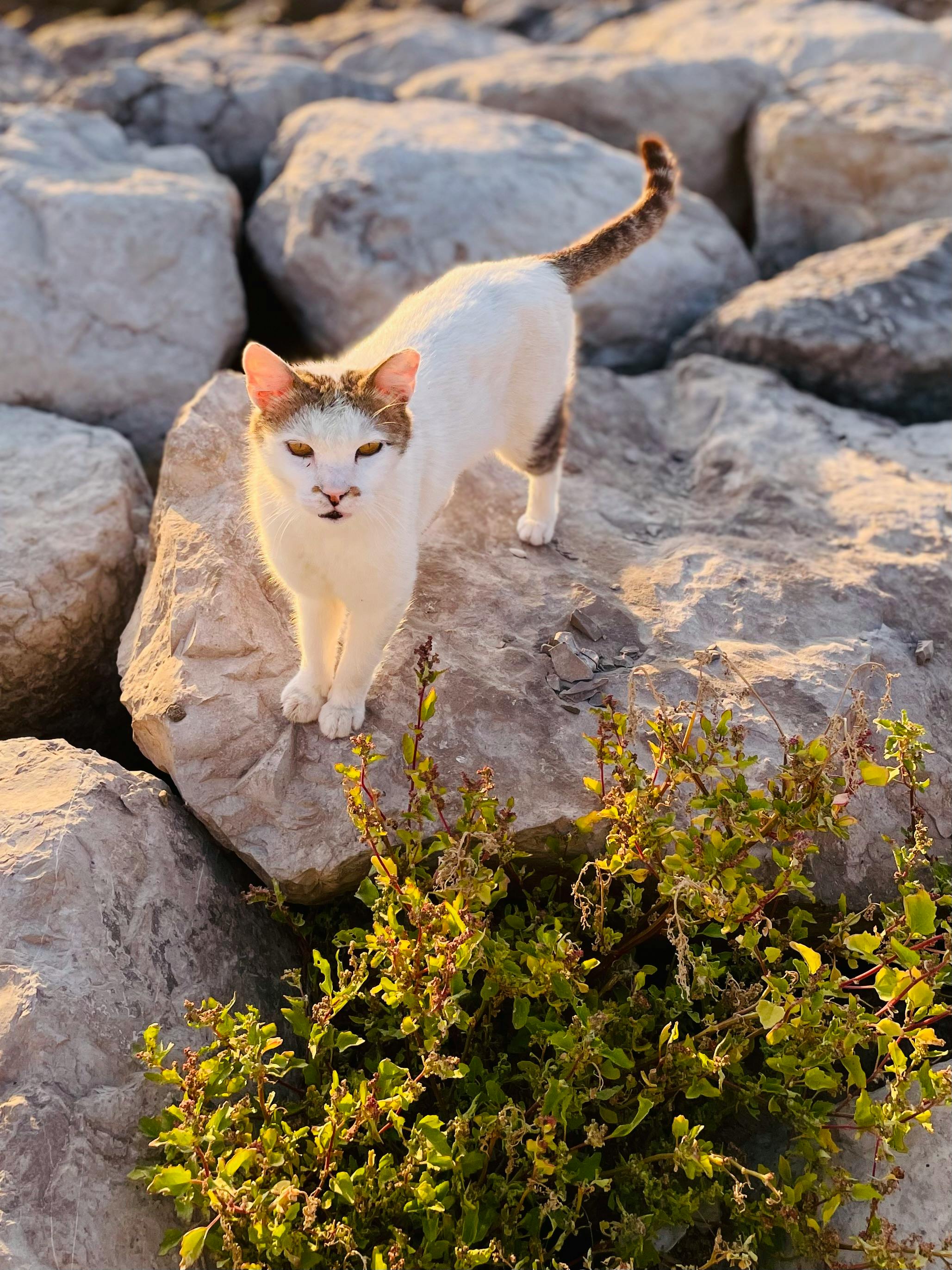 Cat on Rocks · Free Stock Photo