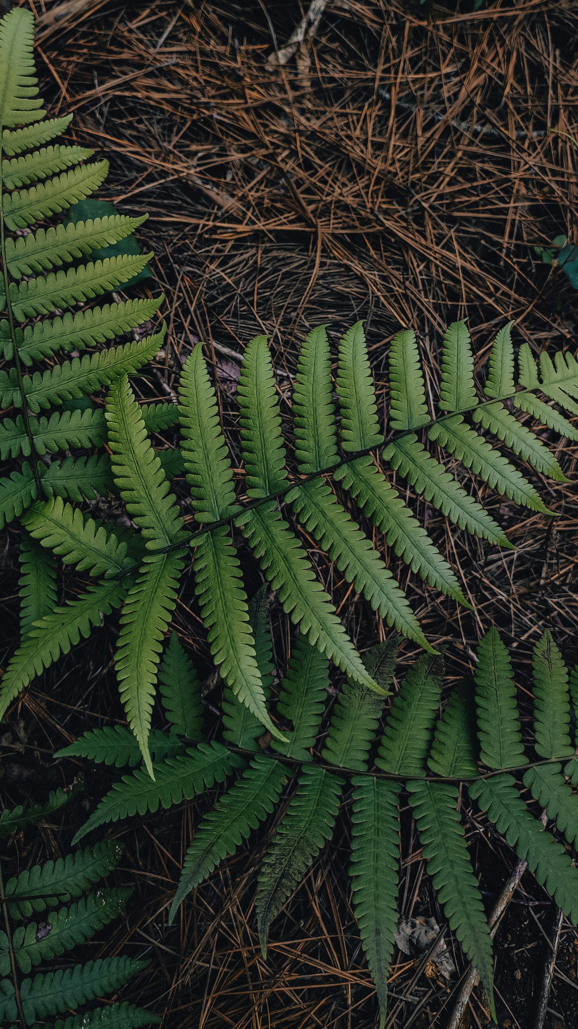Fern Symbolism Photos, Download The BEST Free Fern Symbolism Stock ...