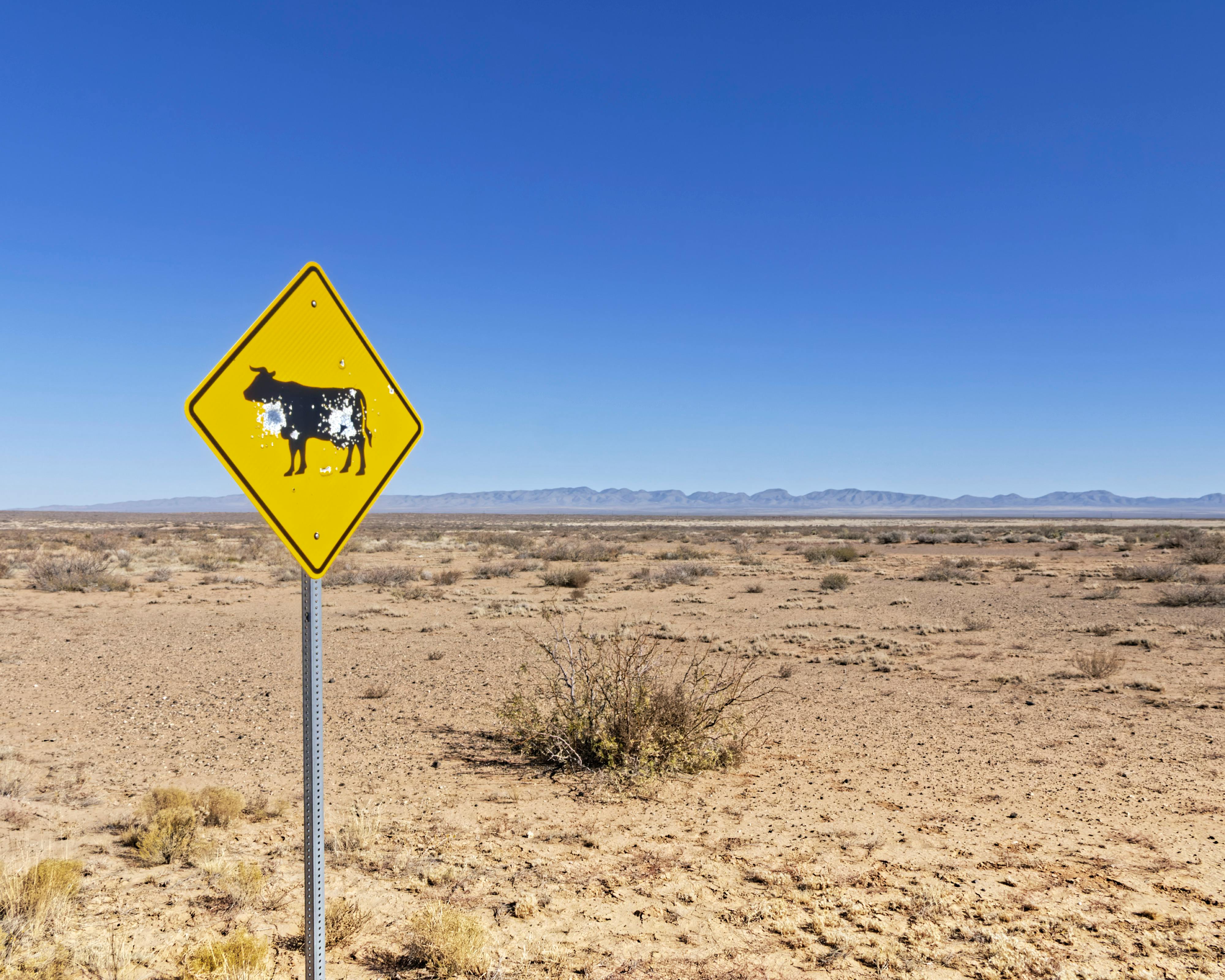 Cattle Crossing Photos, Download The BEST Free Cattle Crossing Stock ...
