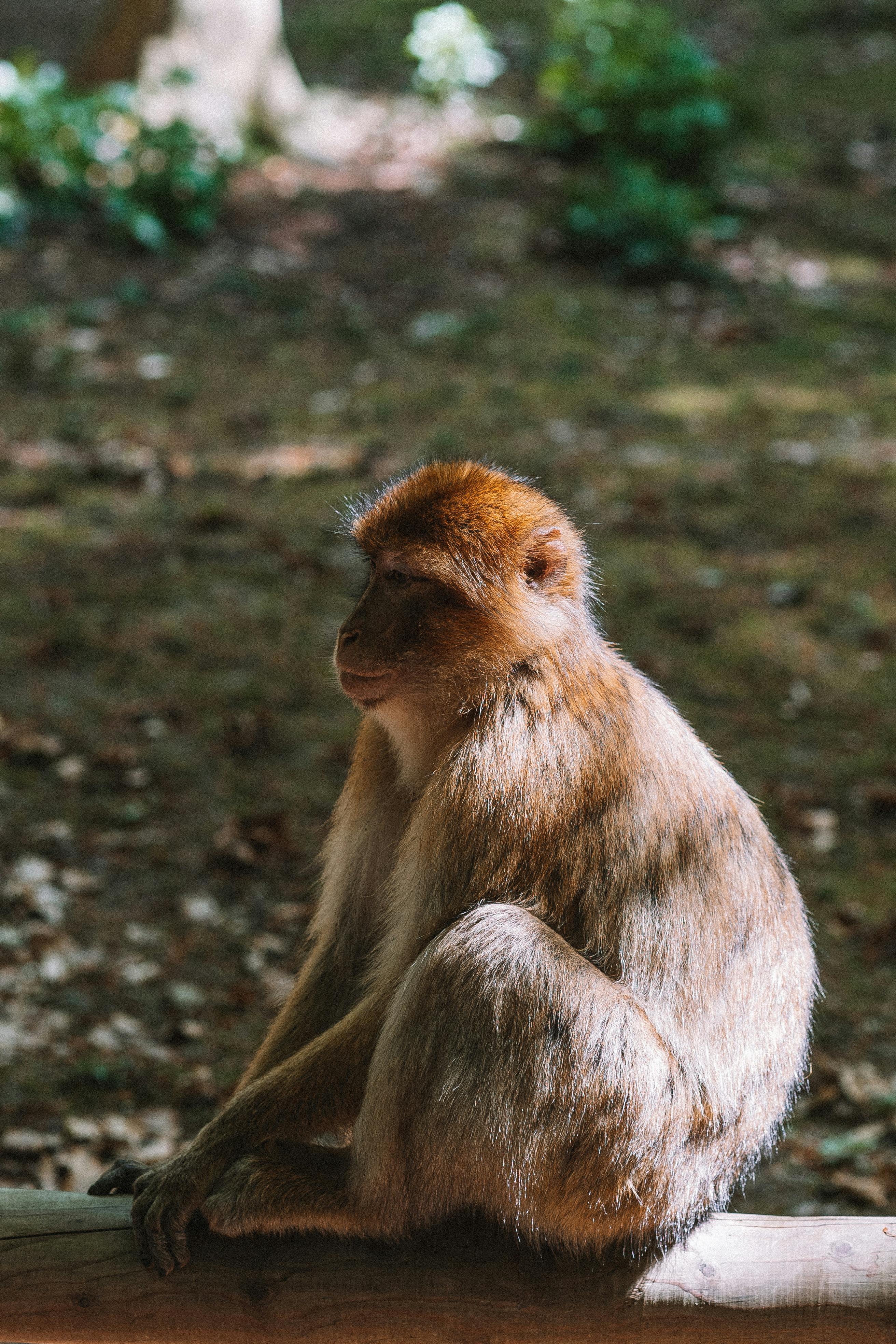 White and Beige Monkey · Free Stock Photo