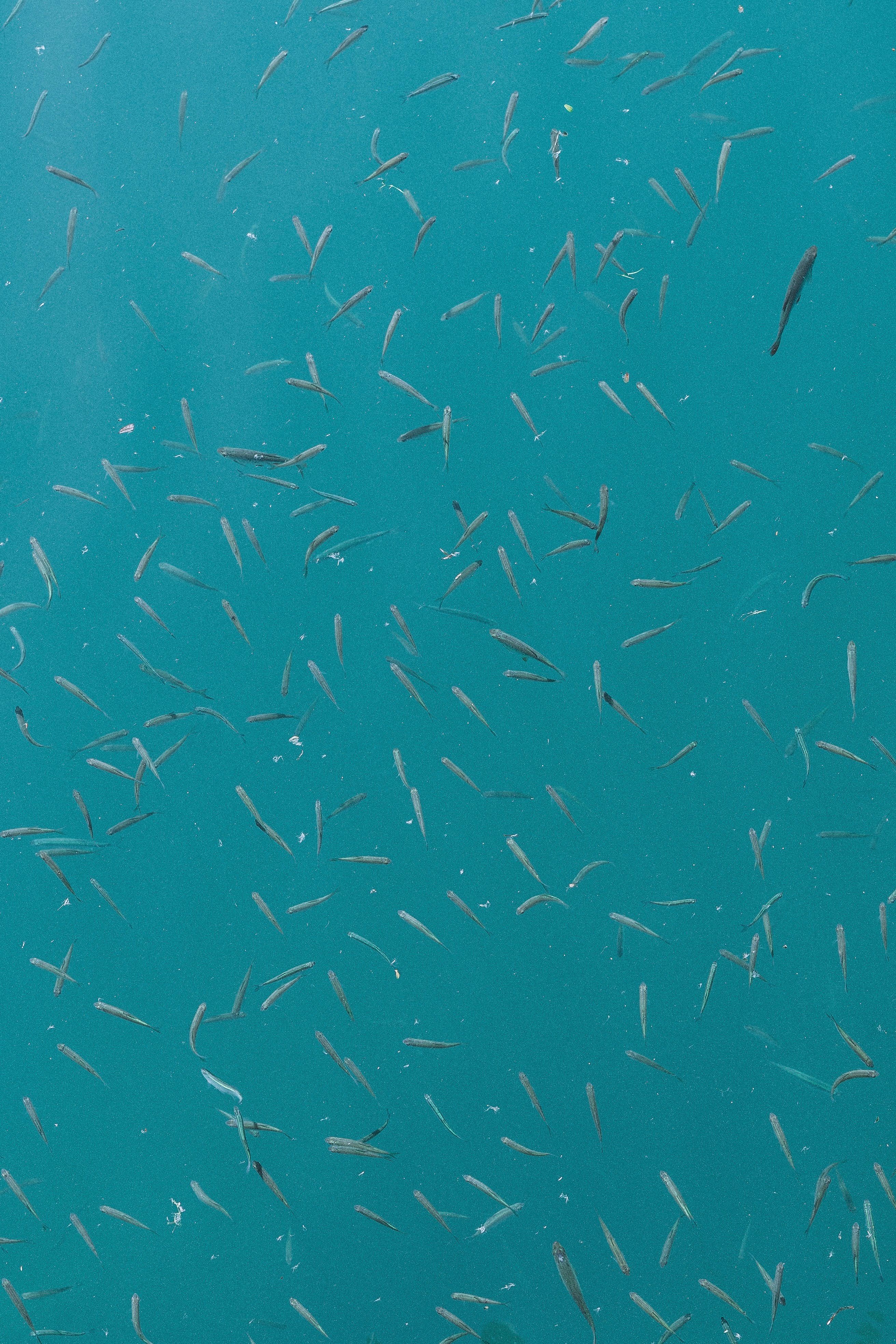 Amok Fish Photos, Download The BEST Free Amok Fish Stock Photos & HD Images