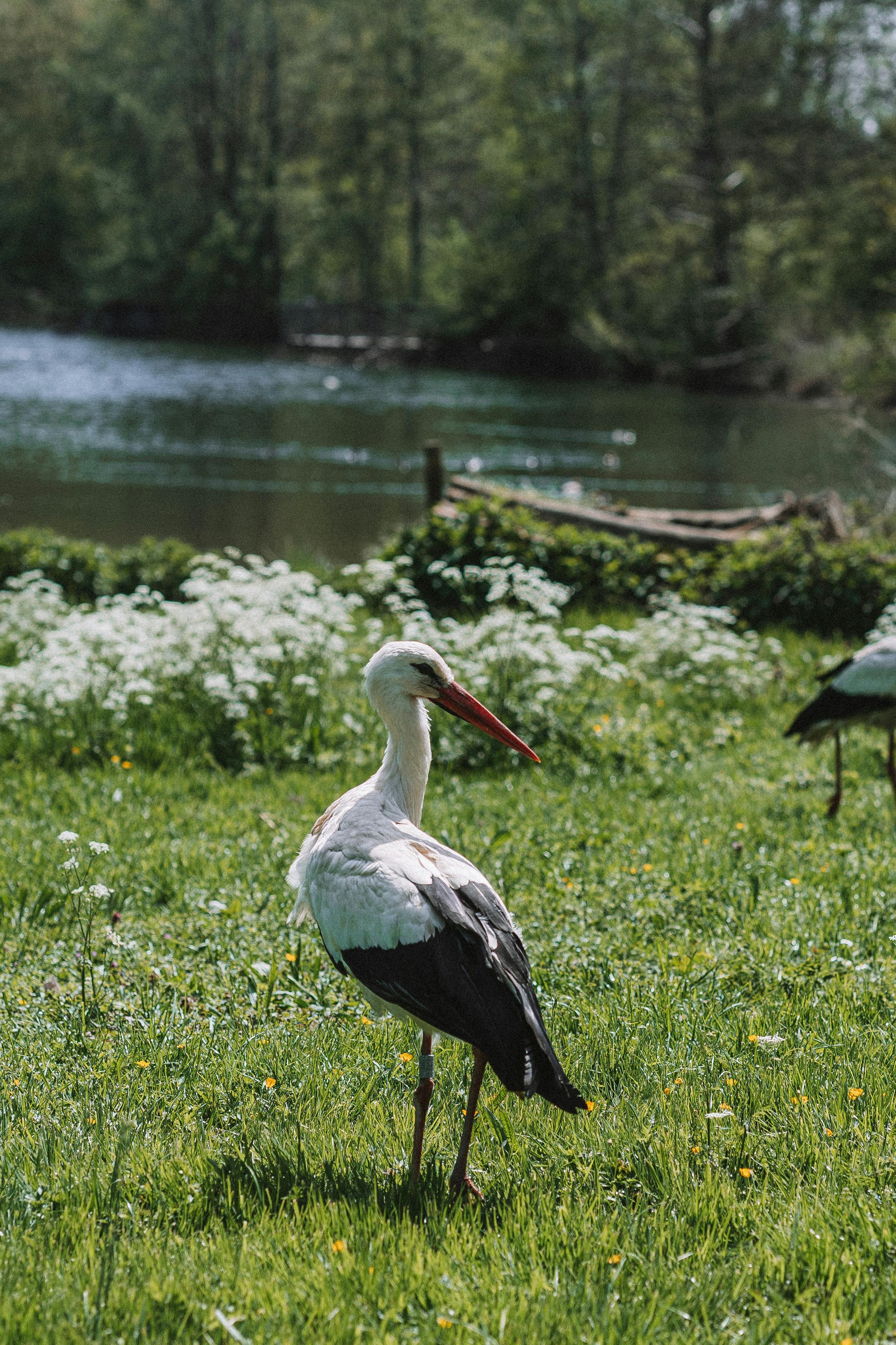 Close-up of a Stork · Free Stock Photo