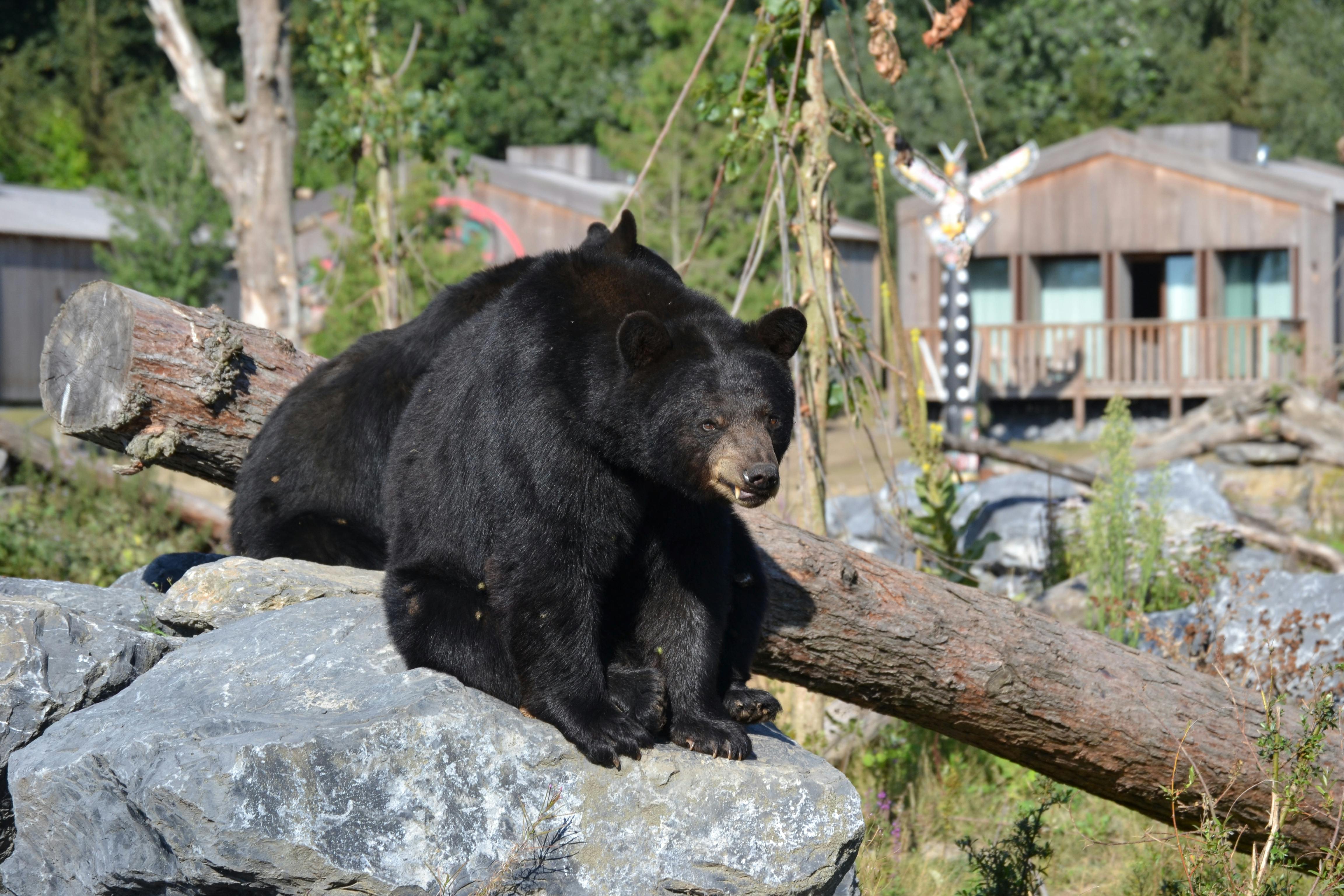 Marc Leblanc - 사진