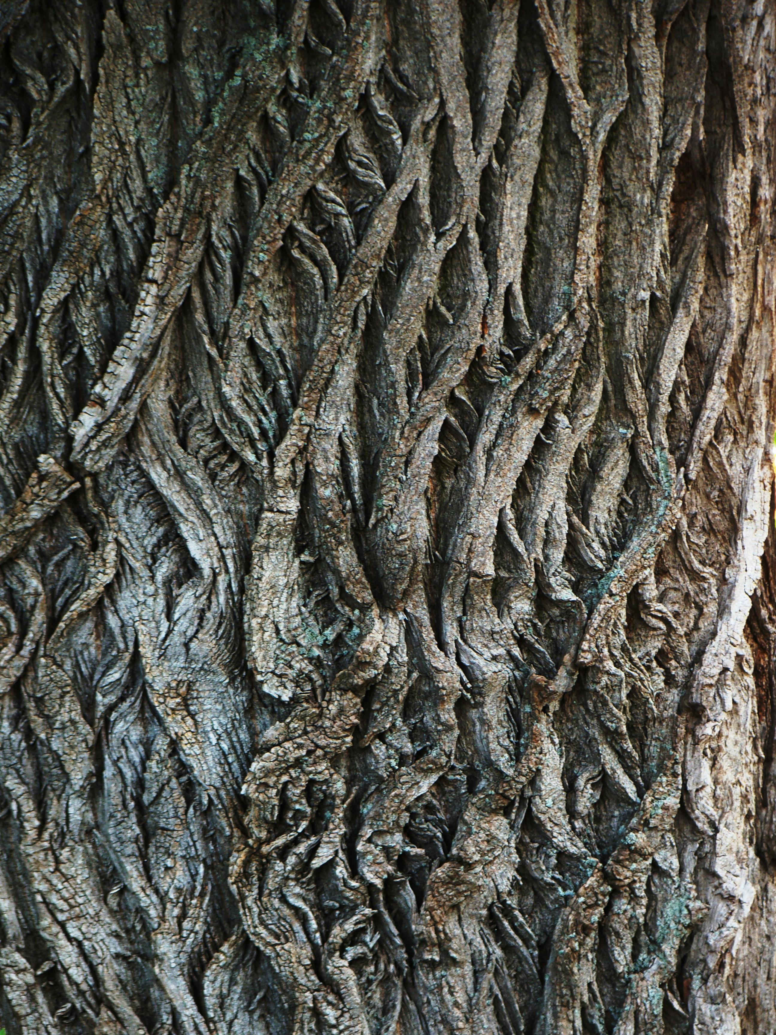 Close-up of Tree Bark · Free Stock Photo